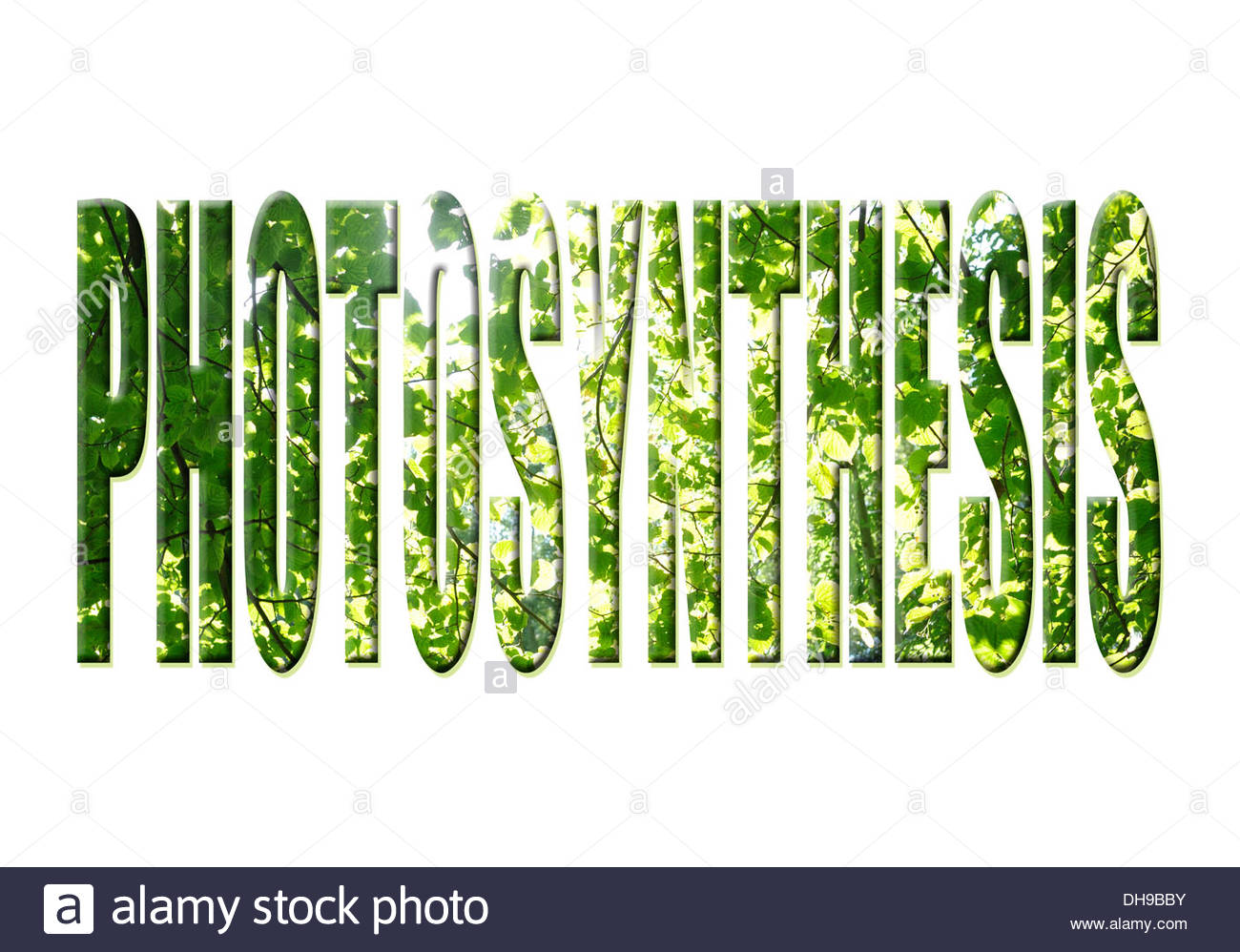 Photosynthesis Illustration Stock Photos & Photosynthesis Illustration ... Photosynthesis Illustration Stock Photos & Photosynthesis Illustration ...