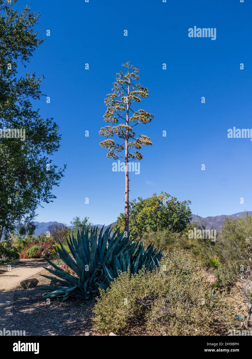 Century plant (Agave Americana) blooming in Ojai, California Stock ...