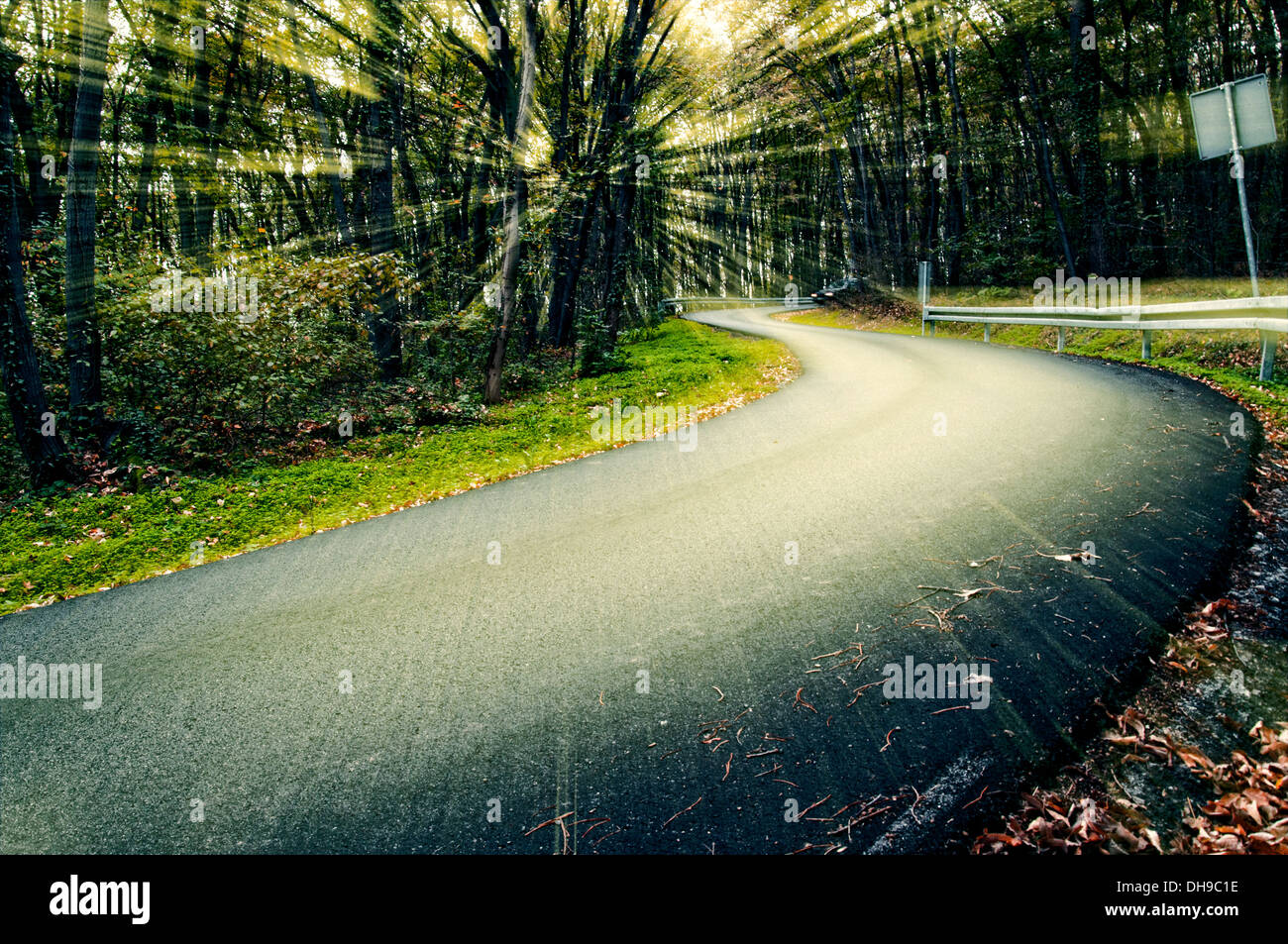Road in the forest with sunlights effects Stock Photo - Alamy