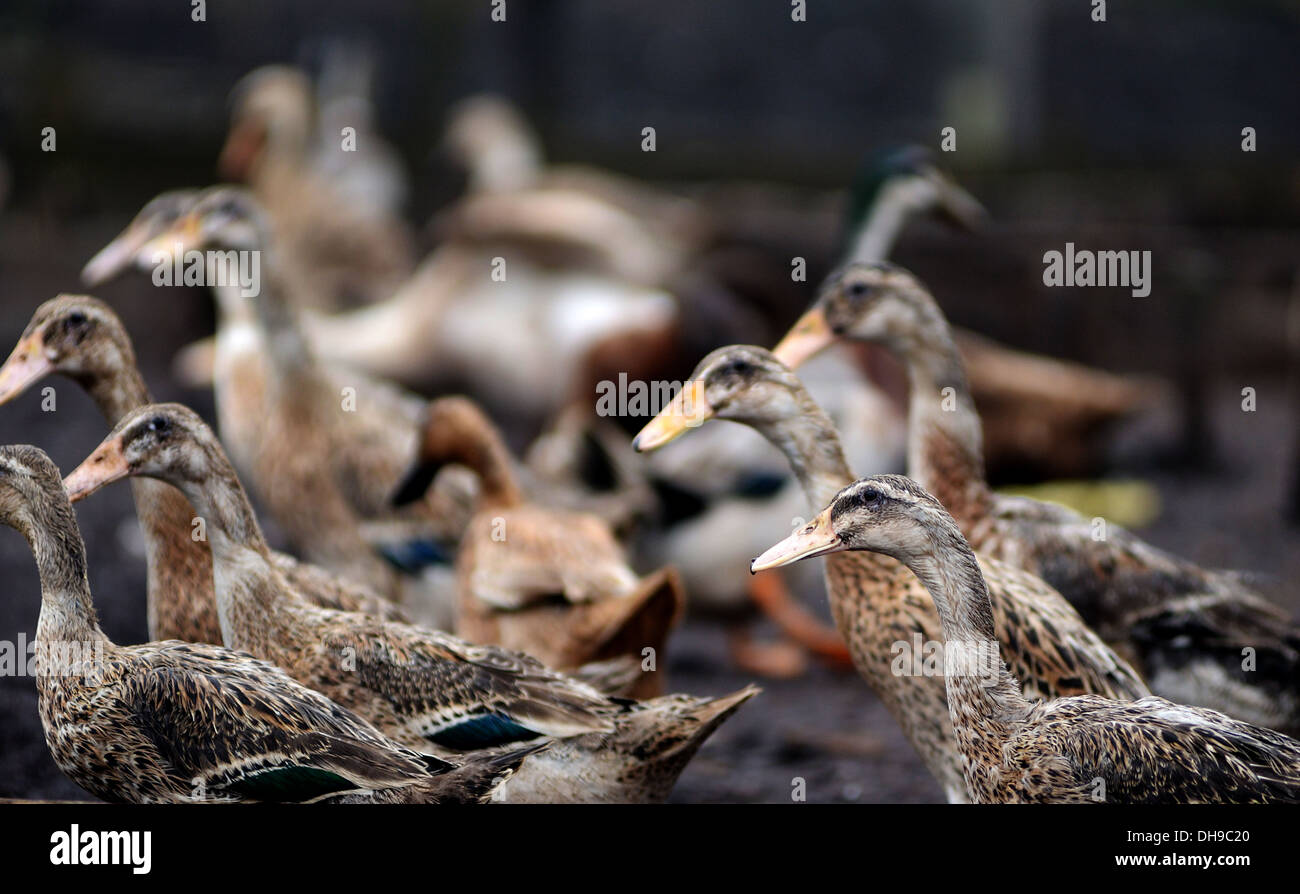The Duck series Stock Photo - Alamy