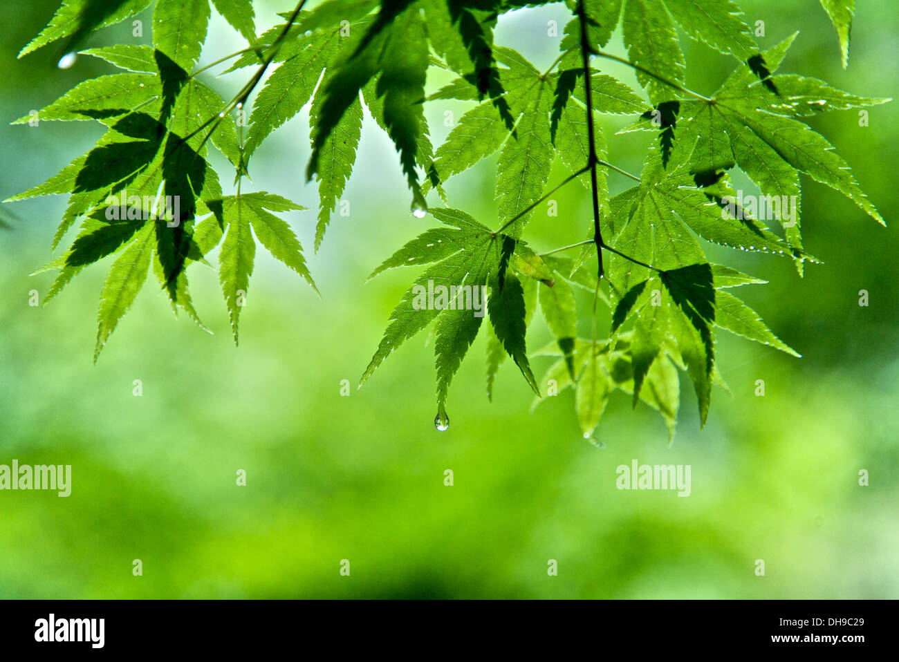 Maple, Green Leaves Stock Photo - Alamy