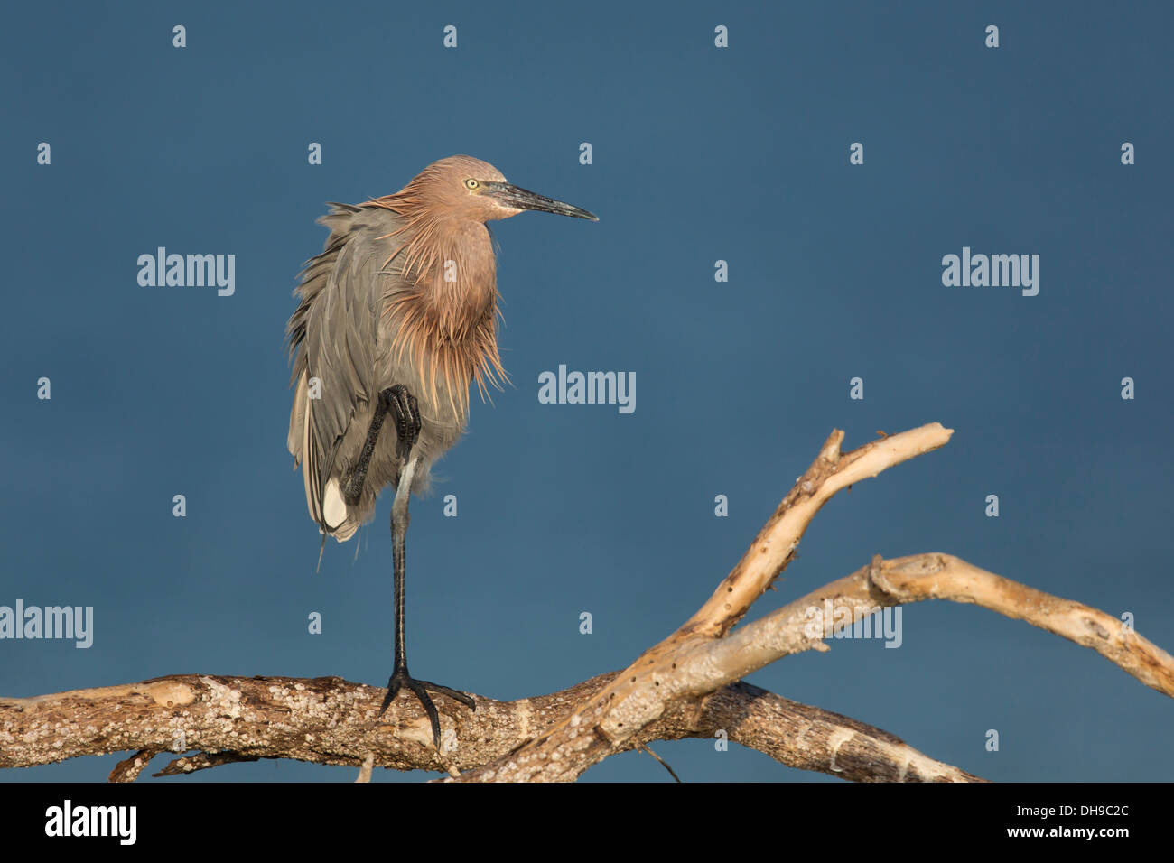 Reddish Egret (Egretta rufescens) standing on a branch - Fort Desoto ...