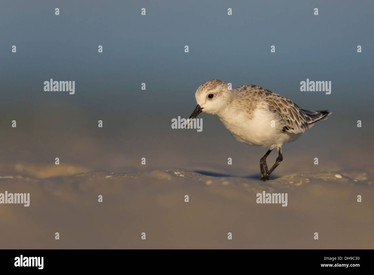 Sanderling (Calidris alba) walking along the beach - Fort Desoto ...