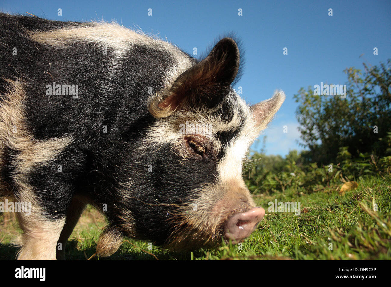 Kune Kune boar Stock Photo - Alamy