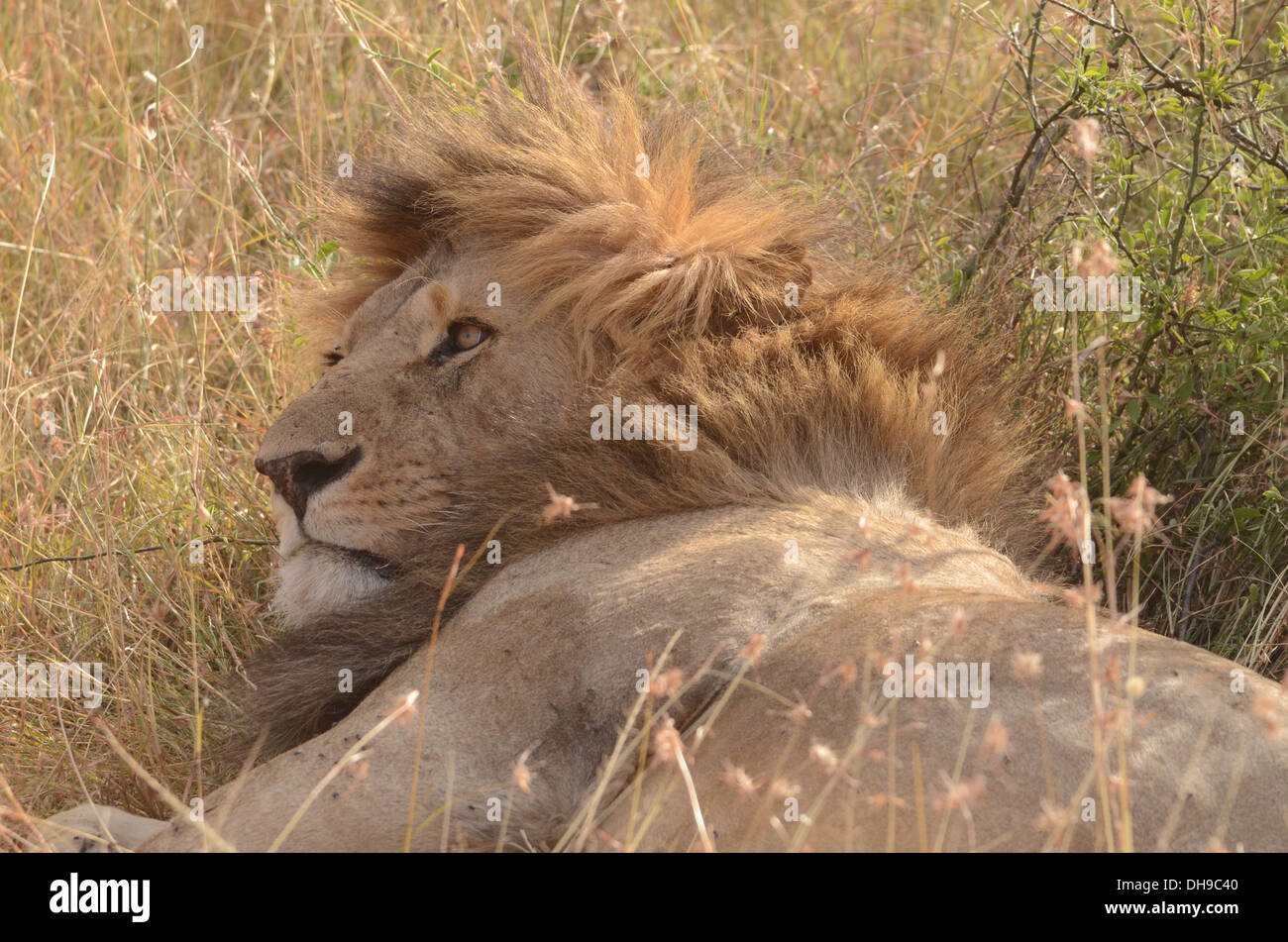 Lion awakes from slumber as tourist jeeps approach Stock Photo - Alamy