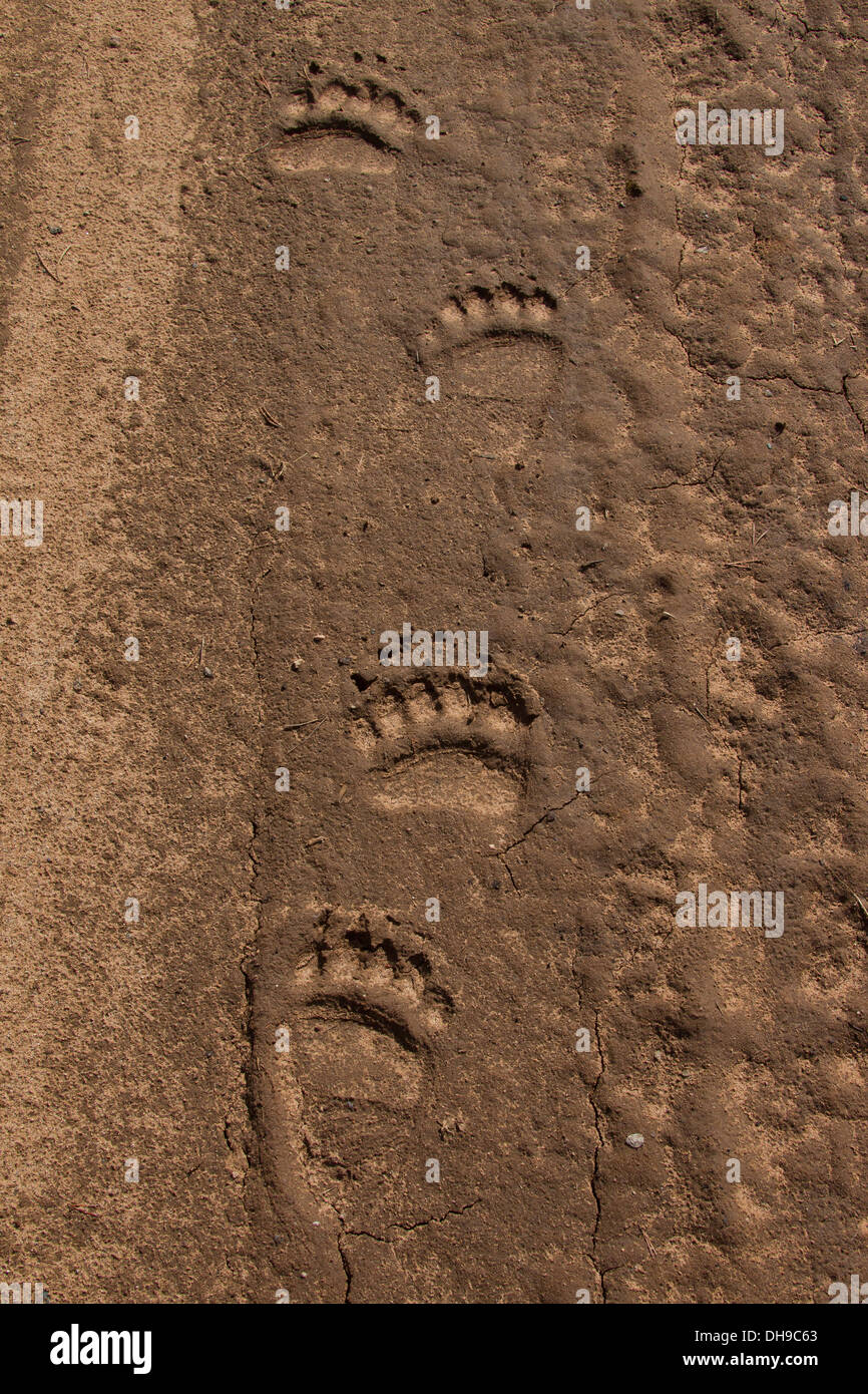 Footprint track tracks bear hi-res stock photography and images - Alamy