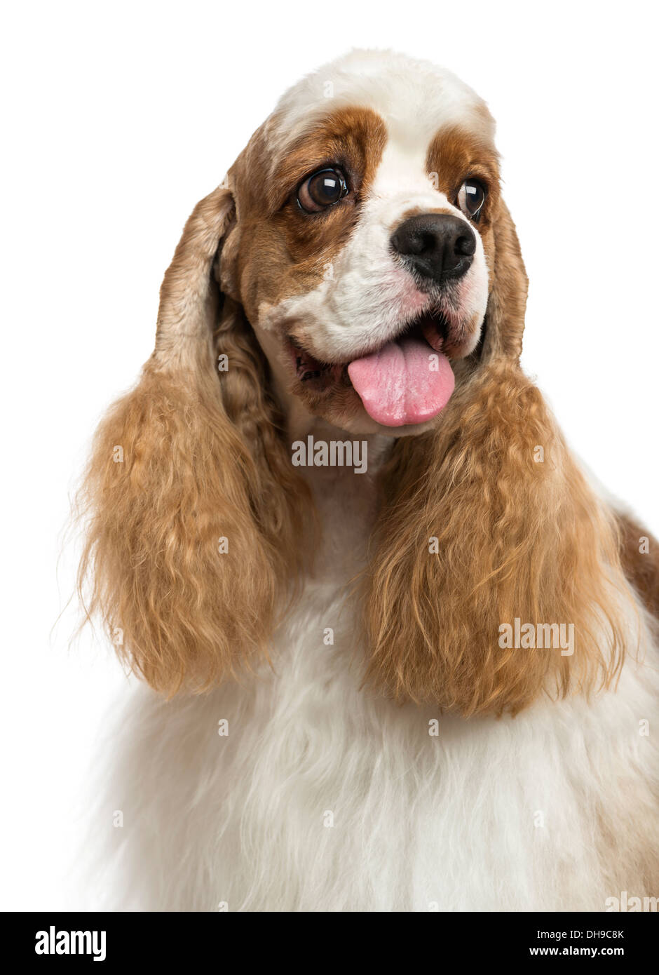 White cocker spaniel hi-res stock photography and images - Alamy