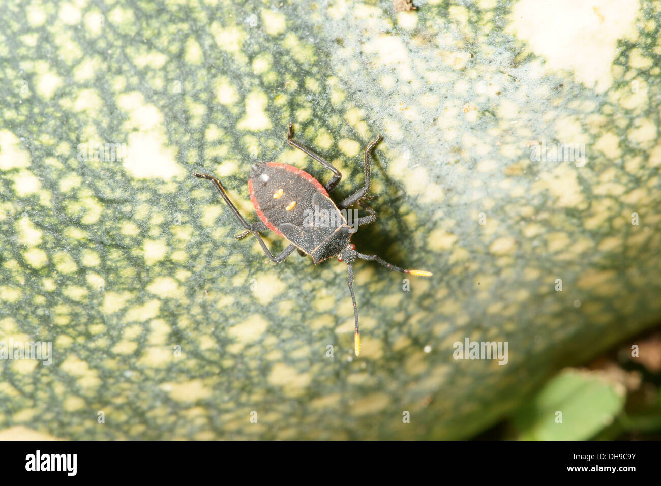 Pumpkin beetle hi-res stock photography and images - Alamy