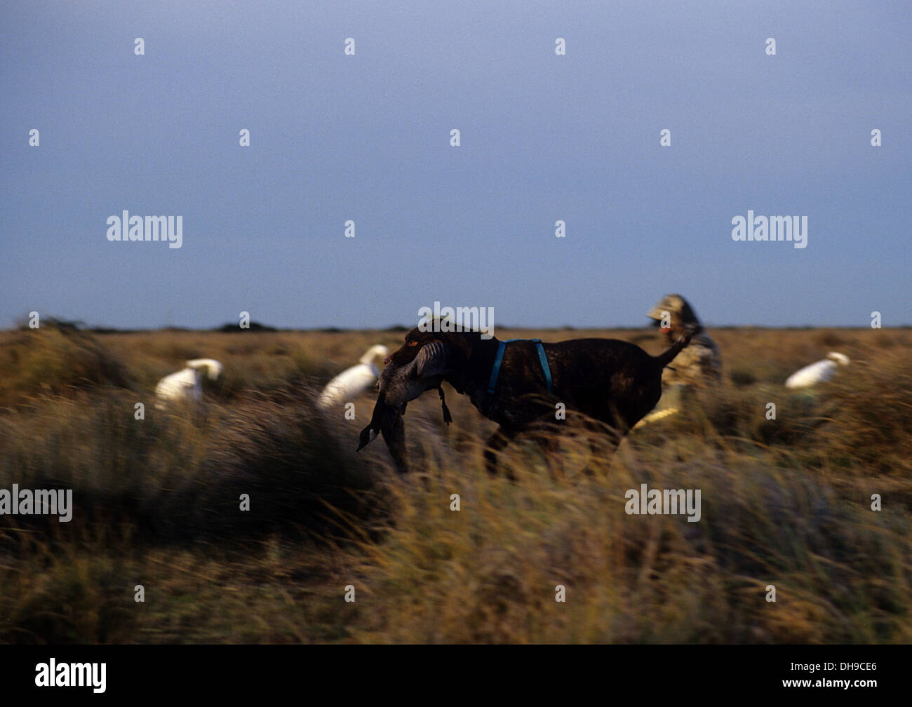 Black Labrador Retriever dog fetching a Canada goose (Branta canadensis ...