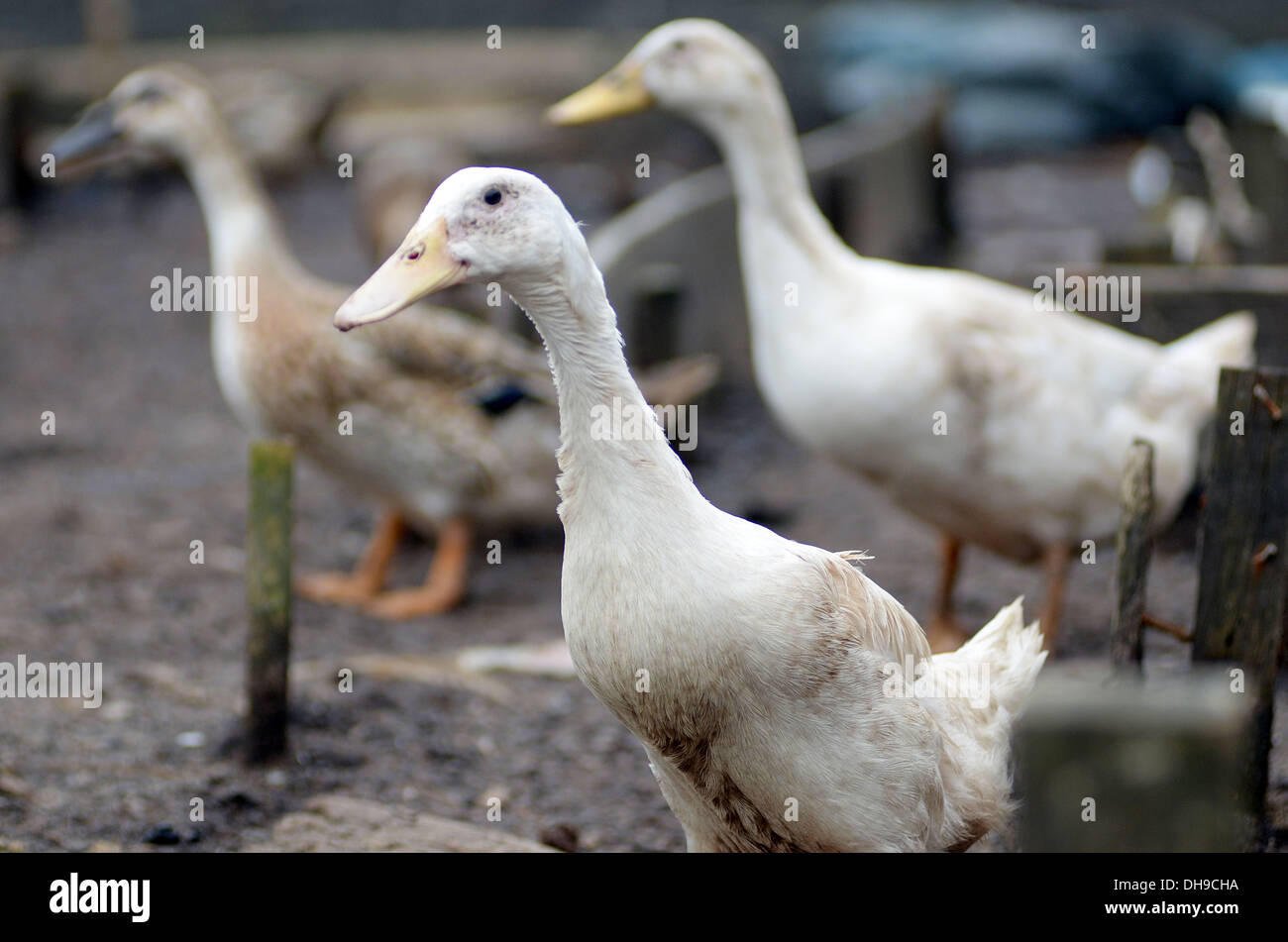 White duck series Stock Photo - Alamy