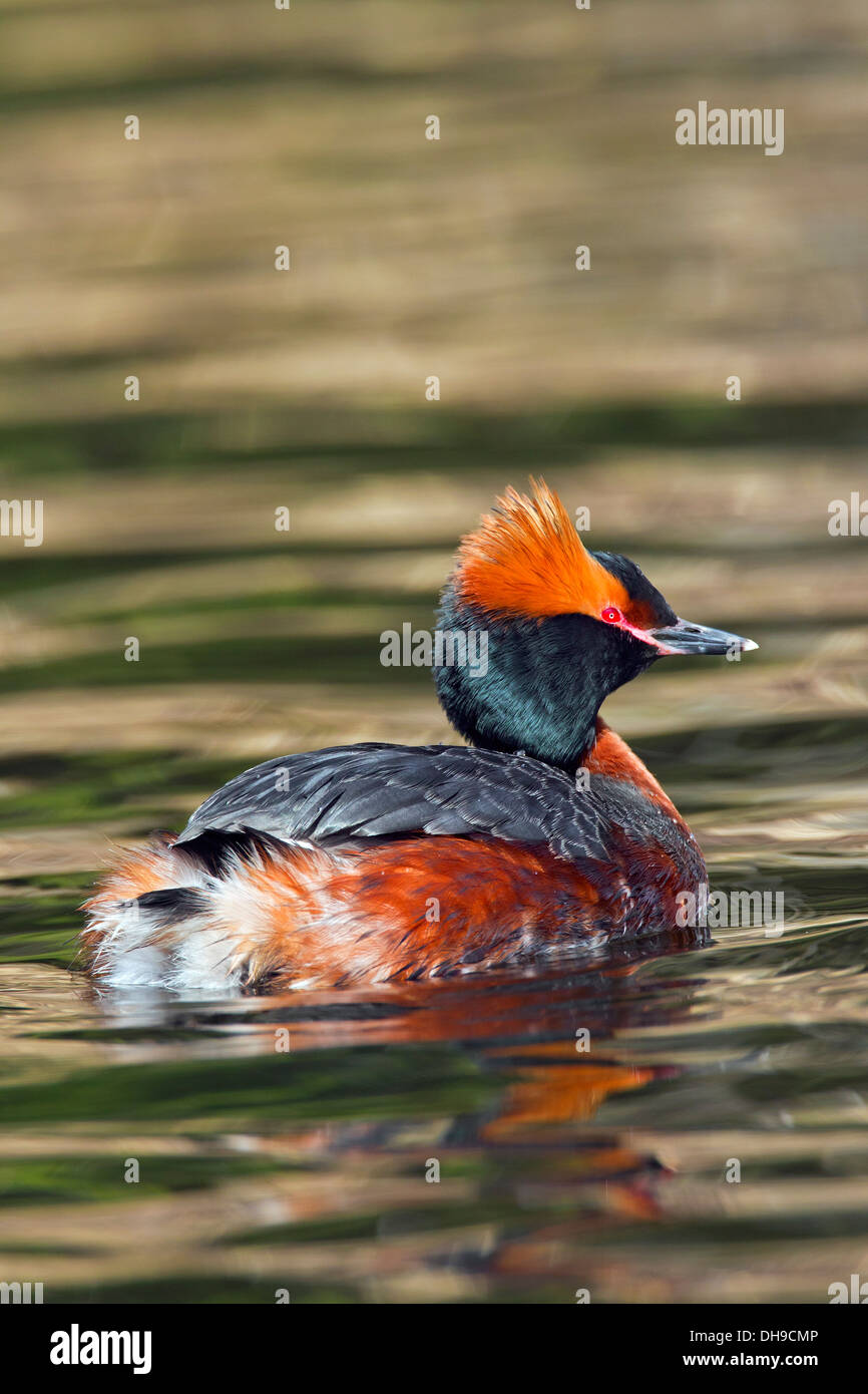 Horned grebe (Podiceps auritus) in colourful breeding plumage showing ...