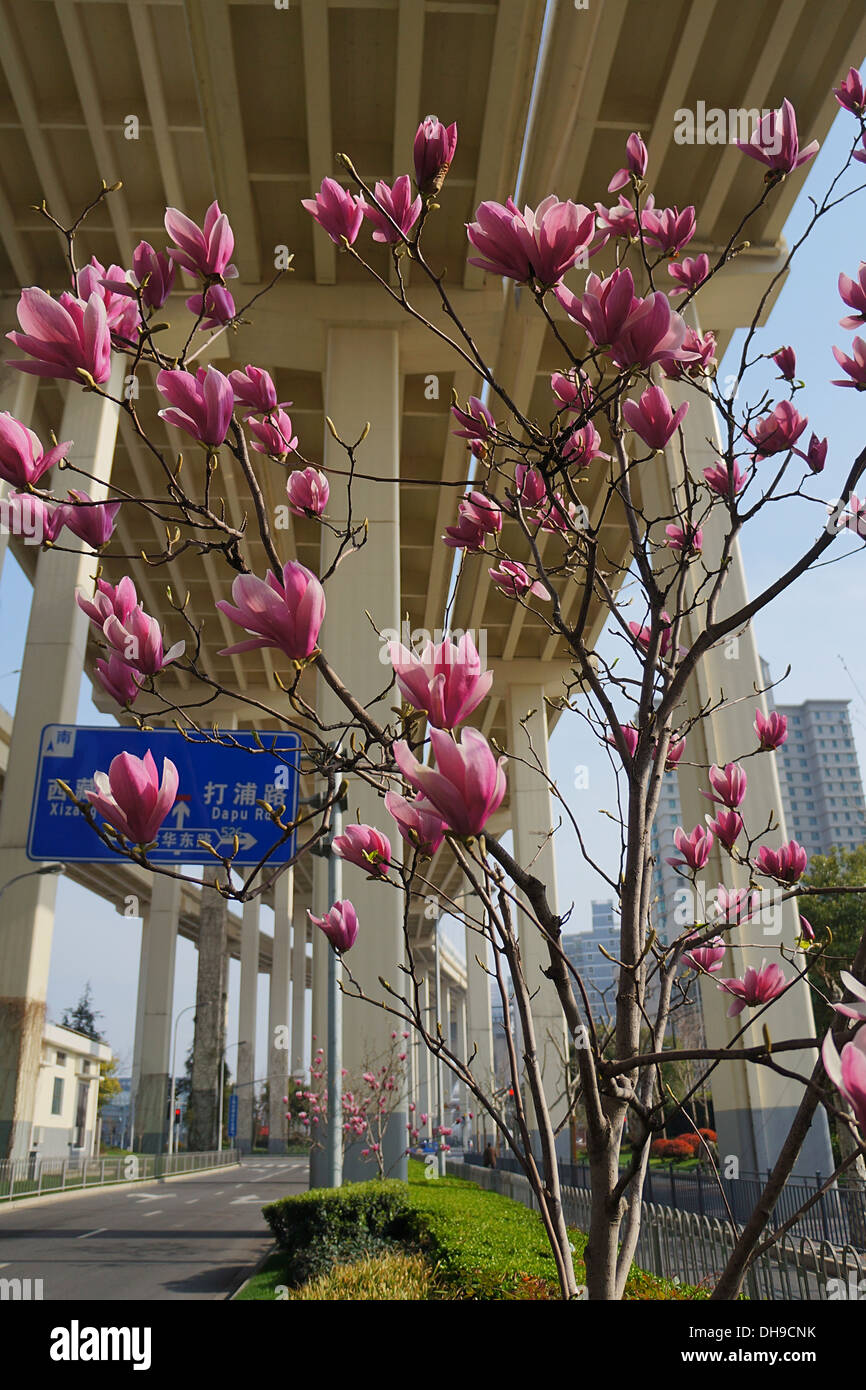 Elevated highway shanghai hi-res stock photography and images - Alamy