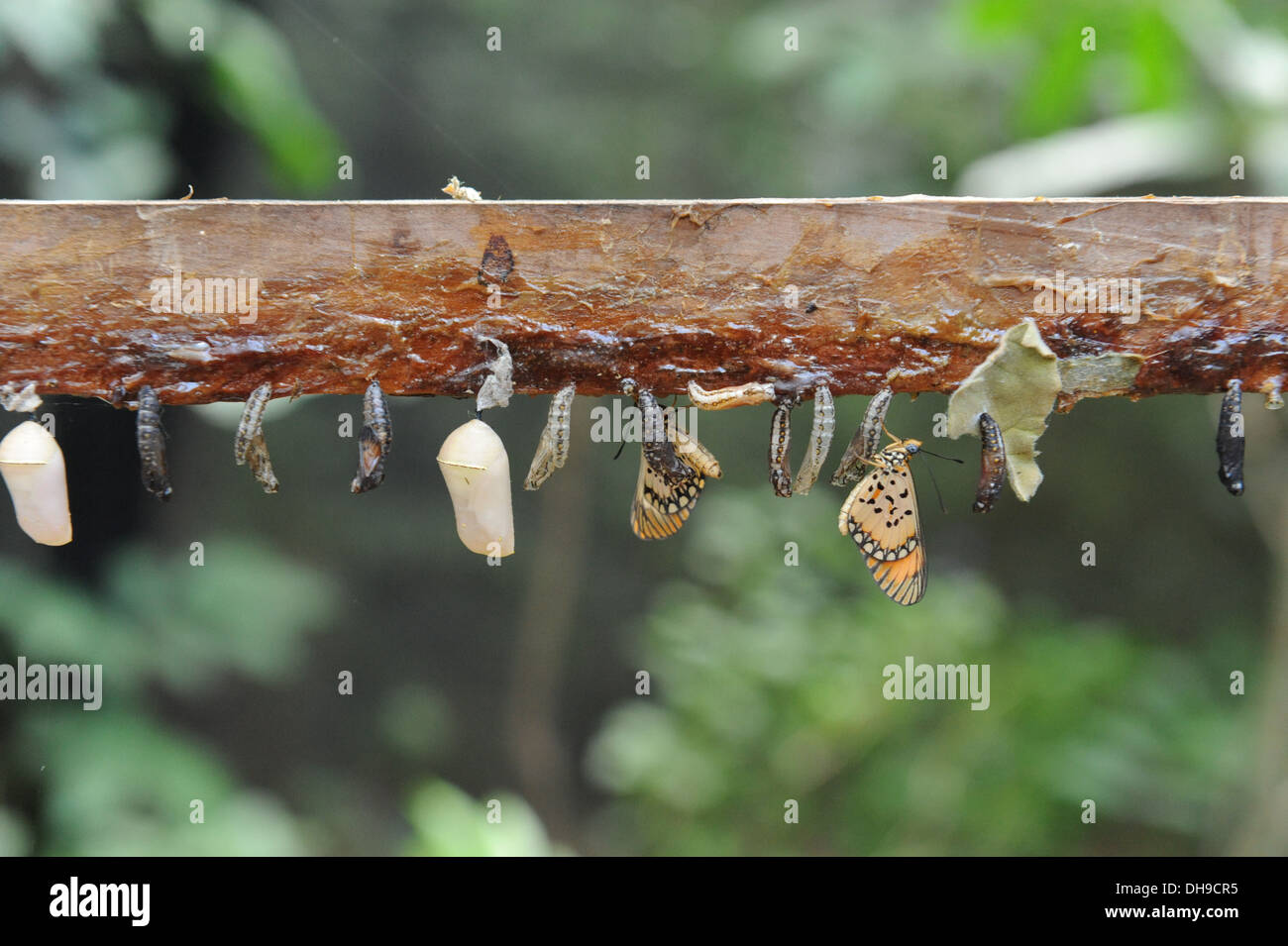 Hatching butterfly hi-res stock photography and images - Alamy