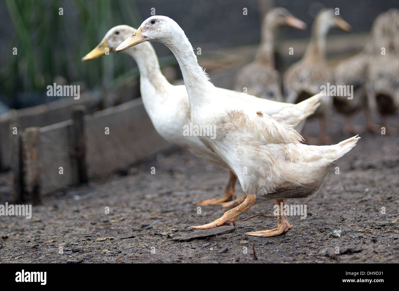 The duck series Stock Photo - Alamy