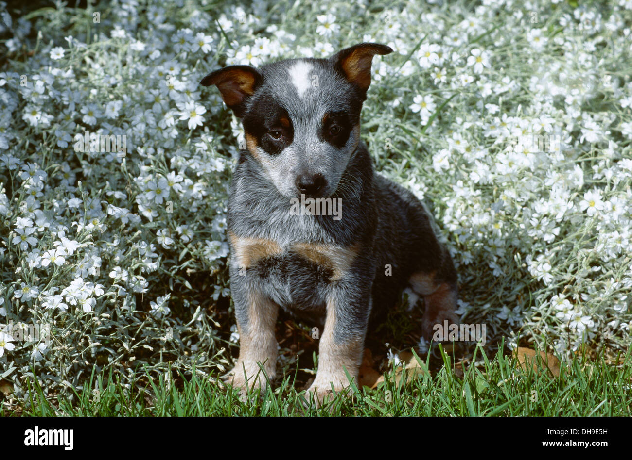 Australian Cattle Dog puppy sitting in grass Stock Photo - Alamy
