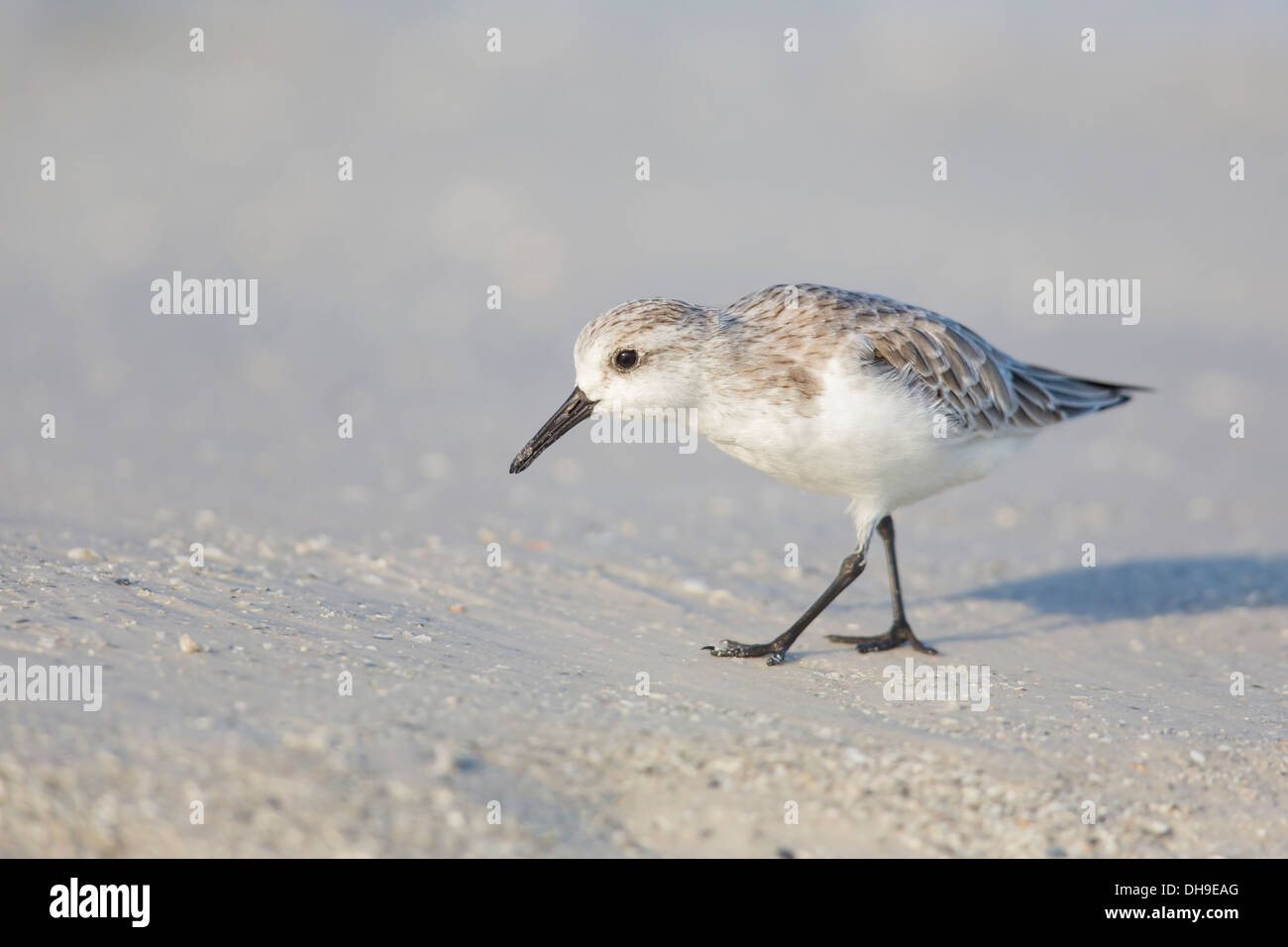Sanderling (Calidris alba) - Fort Desoto, Florida Stock Photo - Alamy