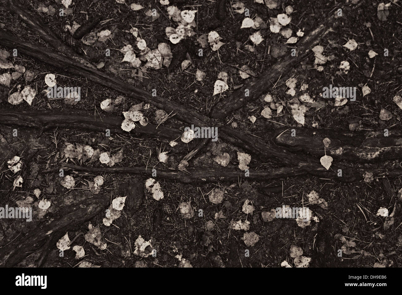 Roots texture hi-res stock photography and images - Alamy