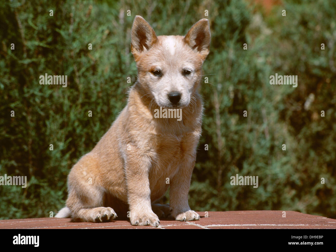 Cattle sitting hi-res stock photography and images - Alamy