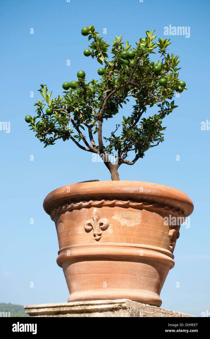 Lemon tree growing in container, Villa d'Este, Tivoli, Lazio, Italy ...