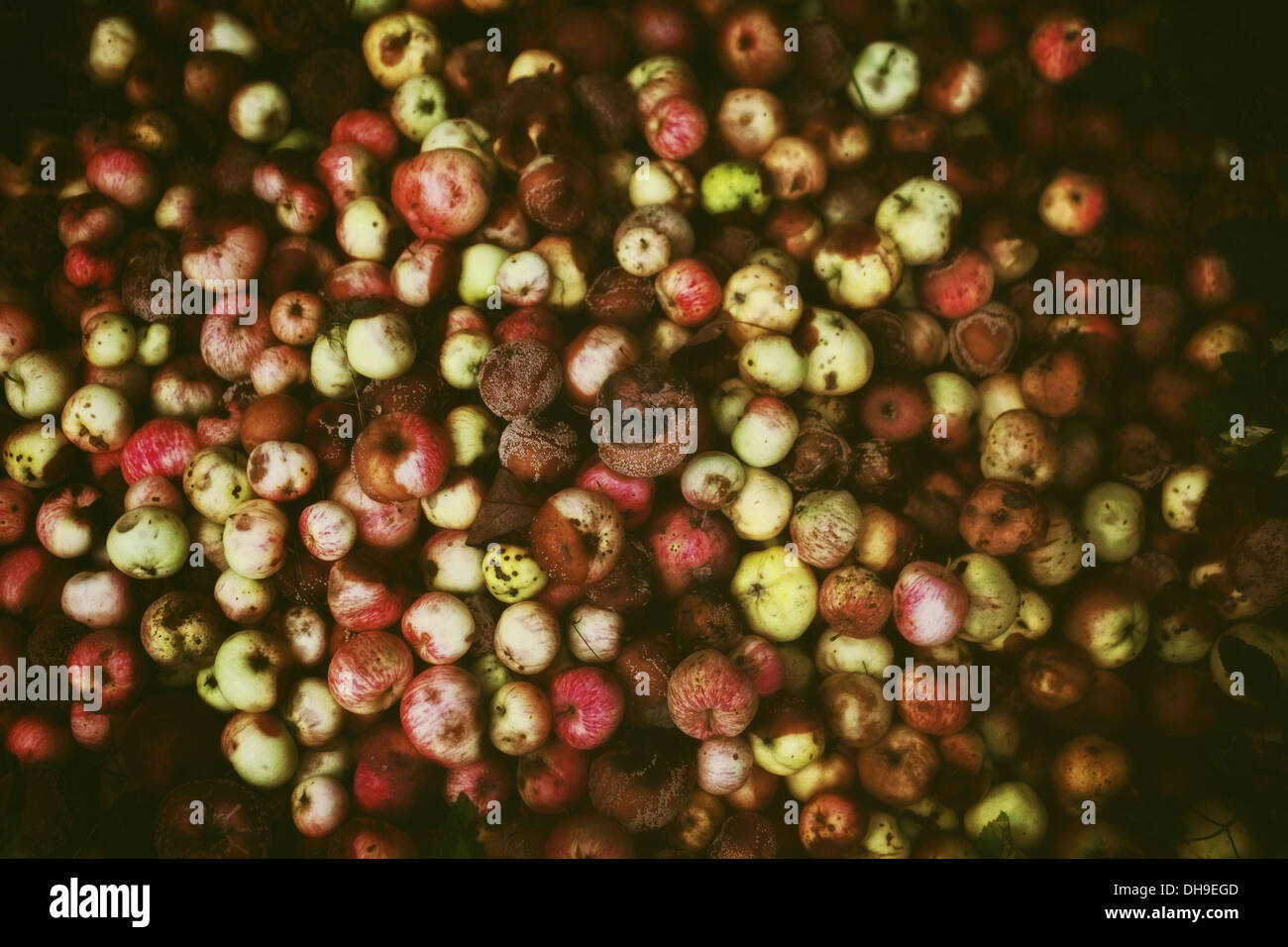 A pile of rotten apples close up Stock Photo - Alamy
