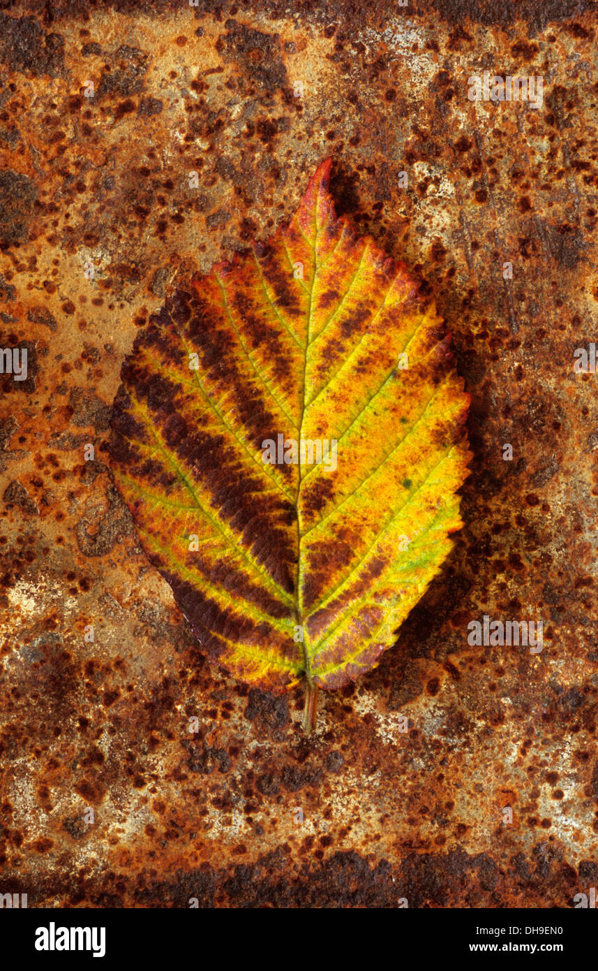 Blackberry Rubus fruticosus. Studio shot of yellow autumn leaf of Wild ...
