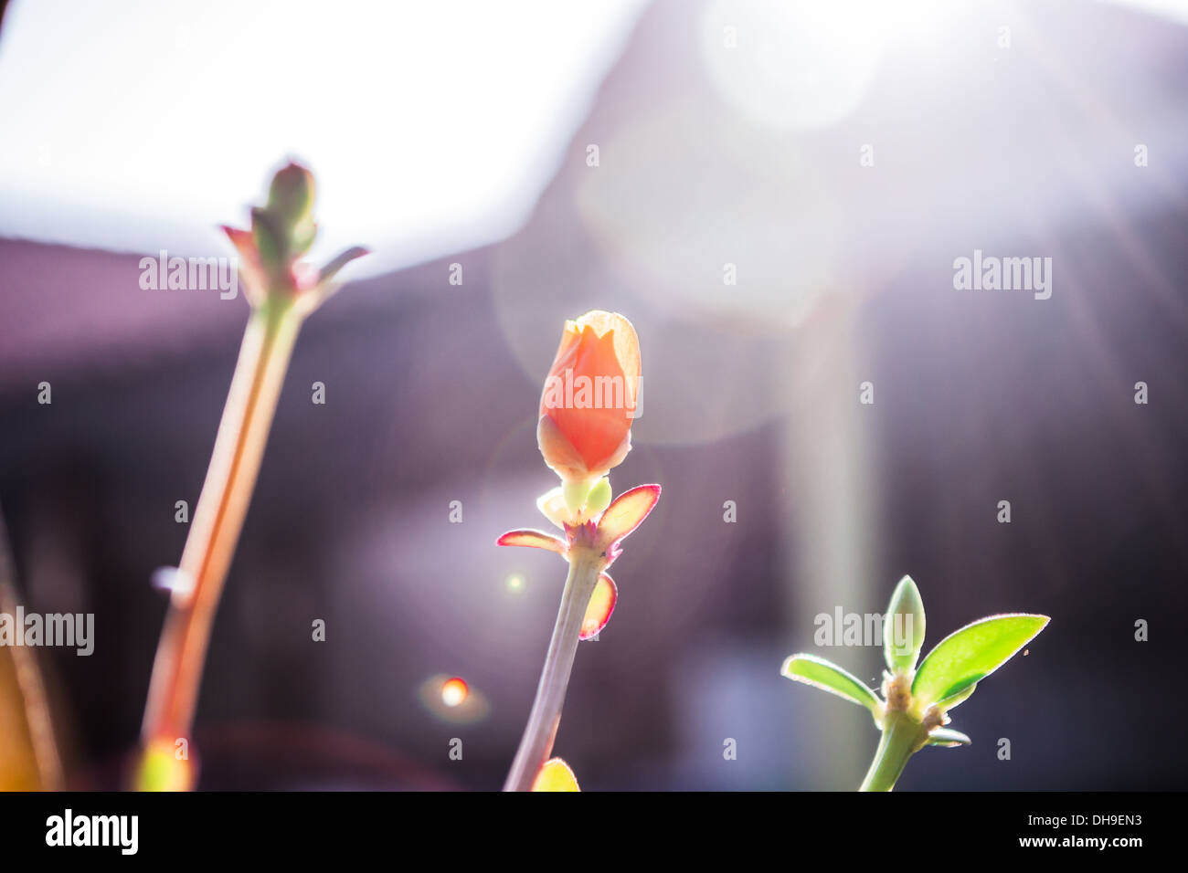 Beautiful flowers bloom in the morning sun Stock Photo - Alamy