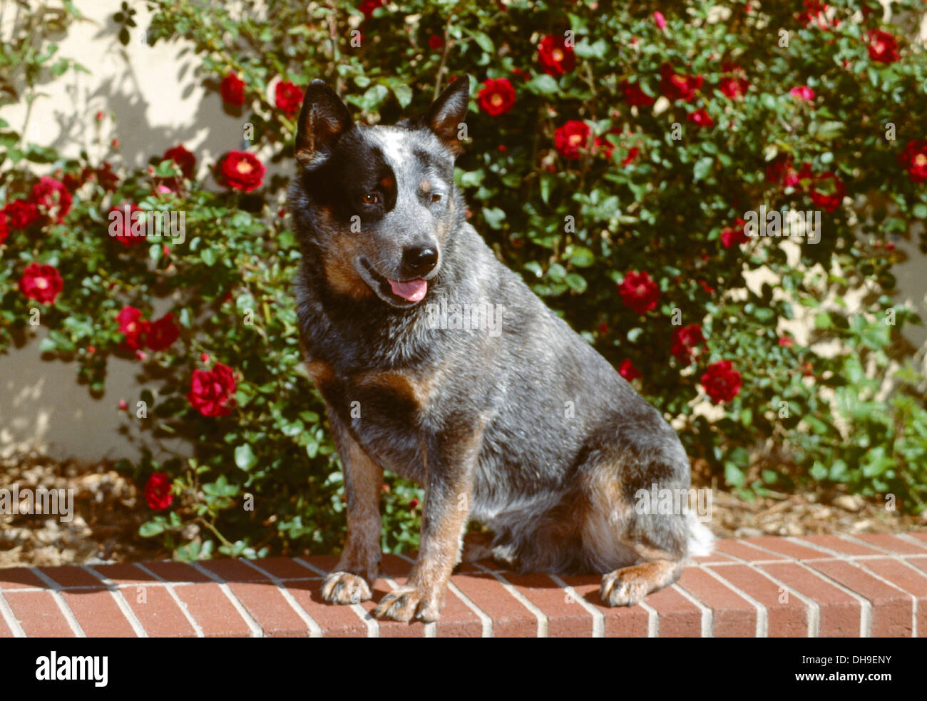 Australian cattle dog sitting hi-res stock photography and images - Alamy