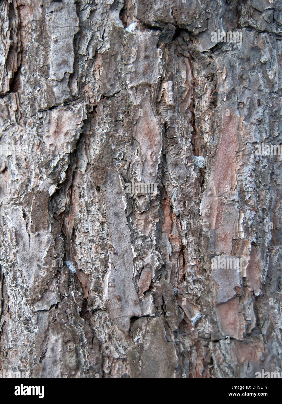 Crimean pine hi-res stock photography and images - Alamy