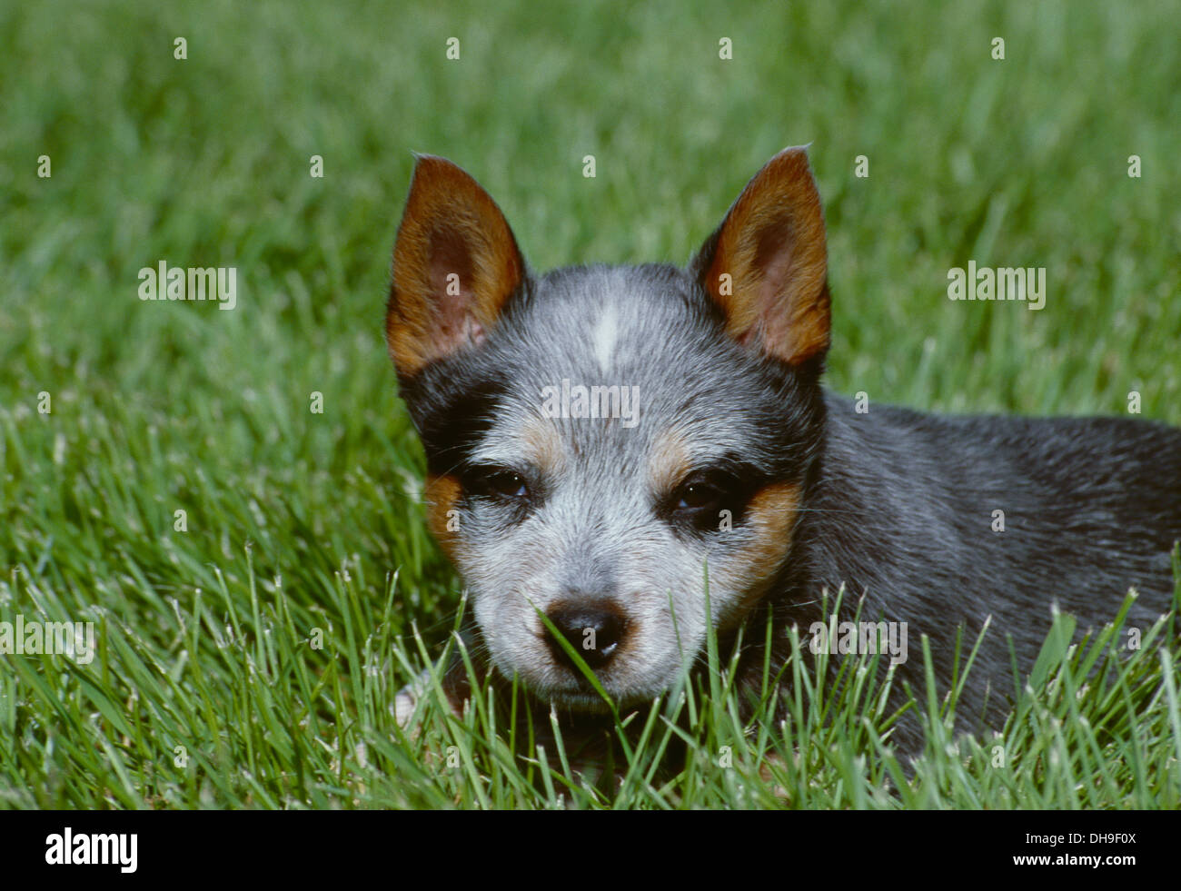 Baby Australian Cattle Dog