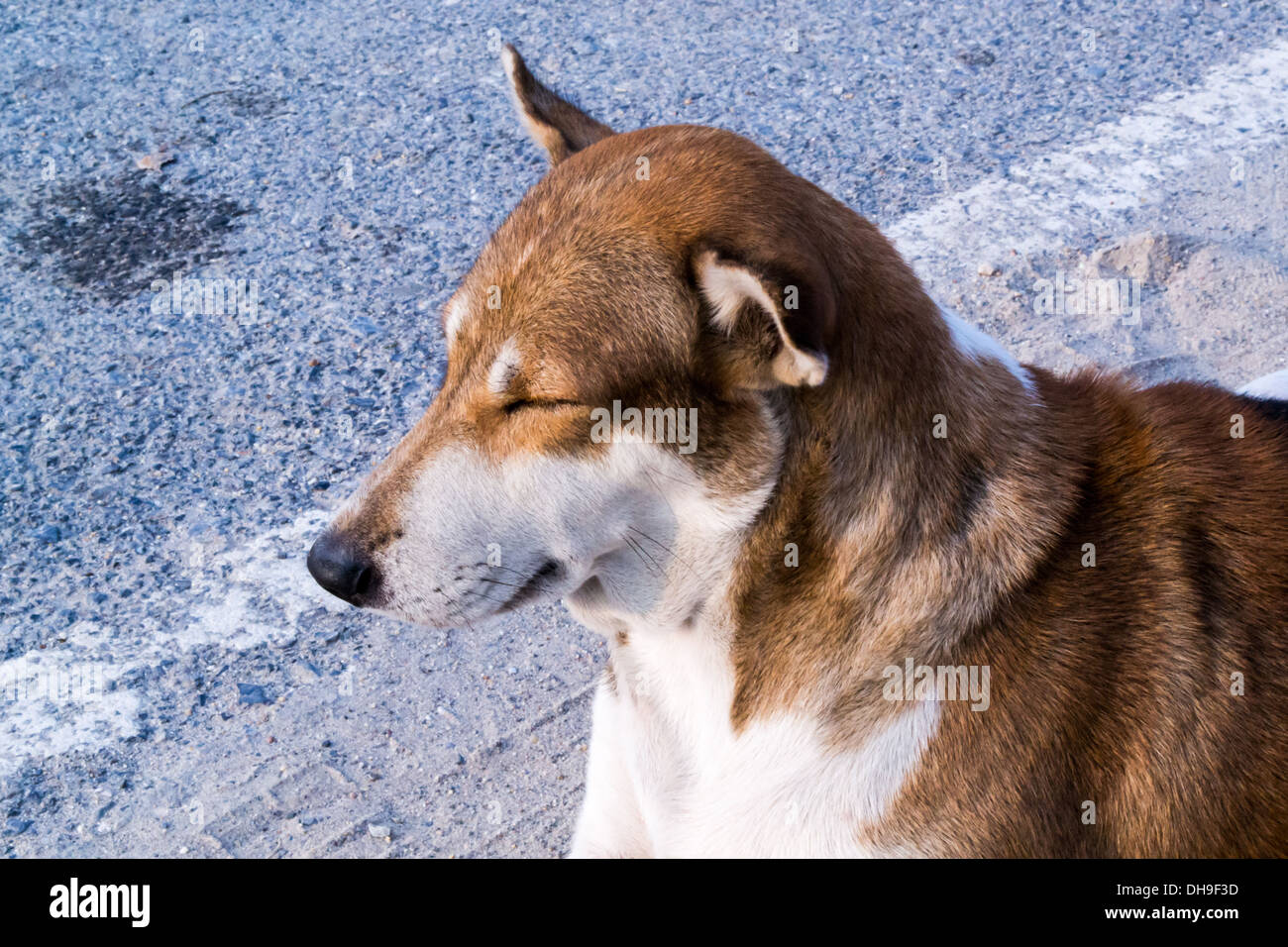 Dog love brown and white marking on the side of the road Stock Photo ...