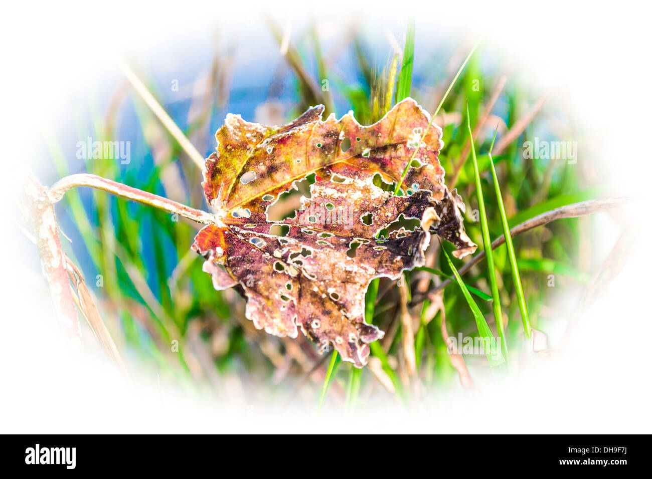 Insect of diseases Cut Out Stock Images & Pictures - Alamy