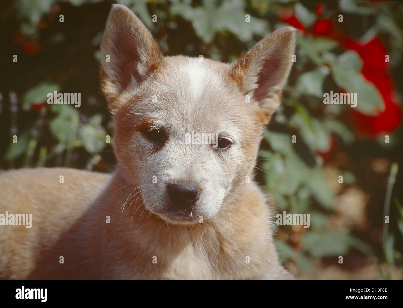 Dog australian cattle puppy hi-res stock photography and images - Alamy