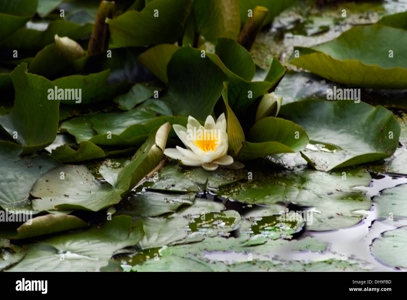 Small water lily hi-res stock photography and images - Alamy