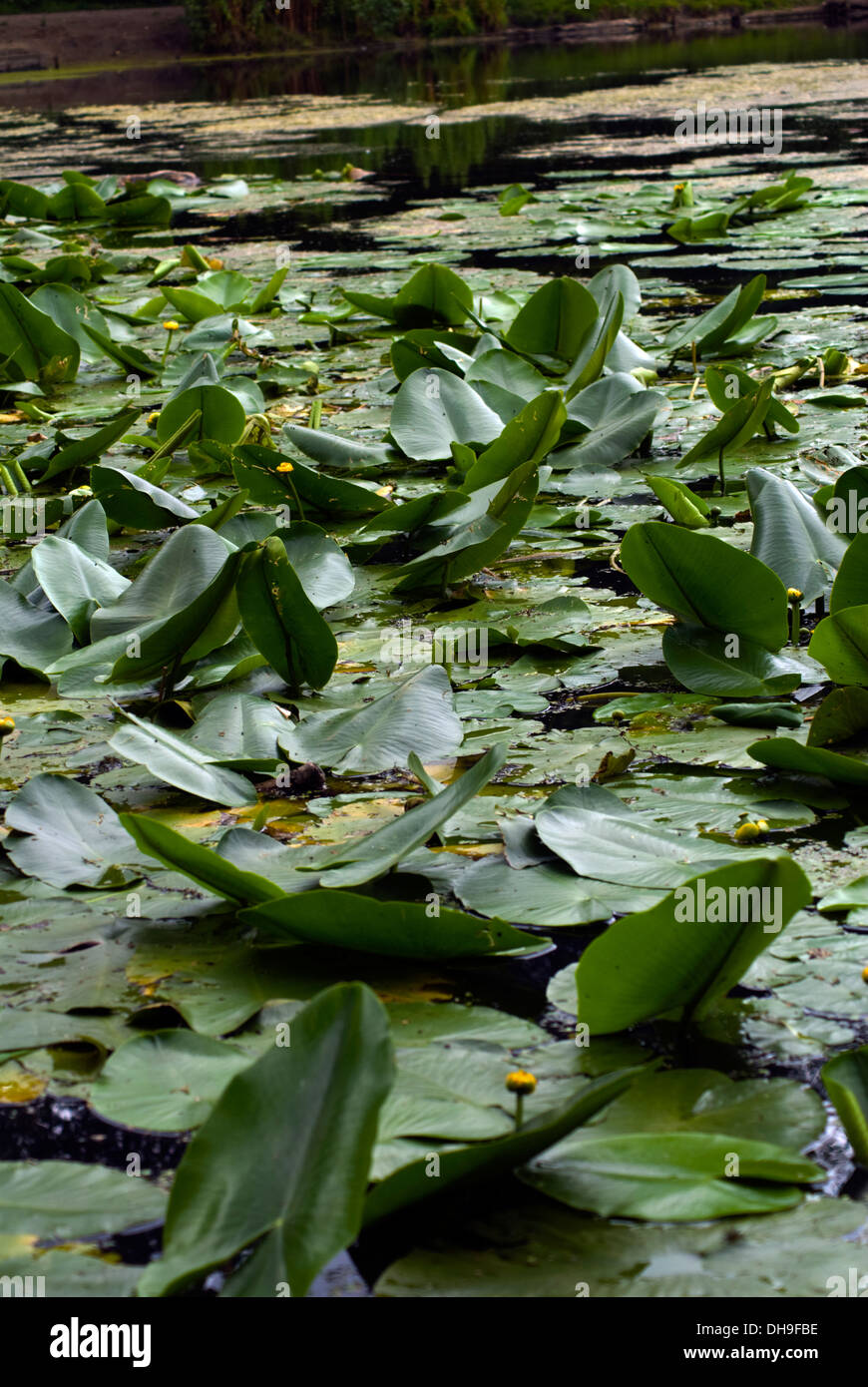 Small water lily hi-res stock photography and images - Alamy