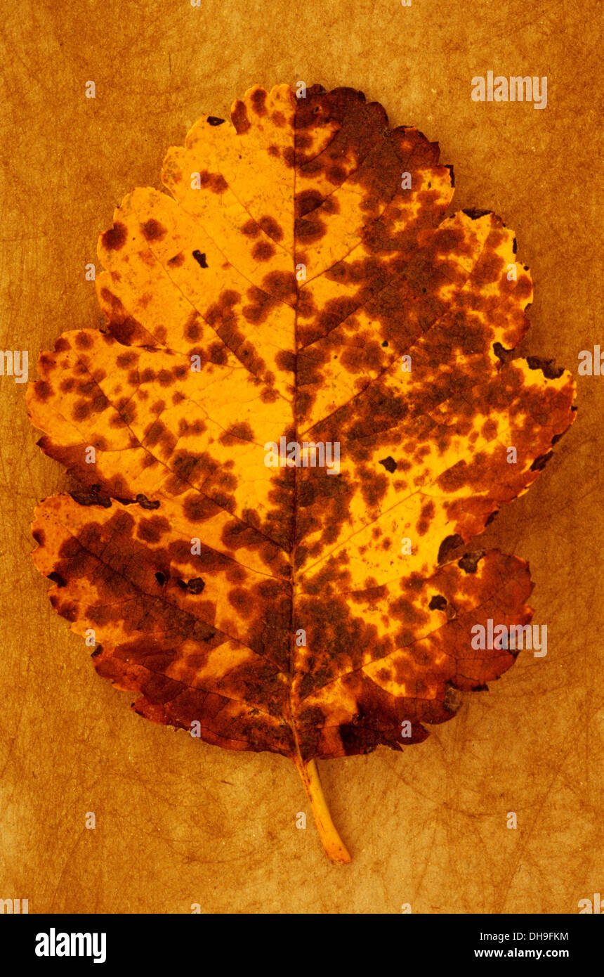 Whitebeam,Sorbus x intermedia. Studio shot of mottled yellow and brown ...