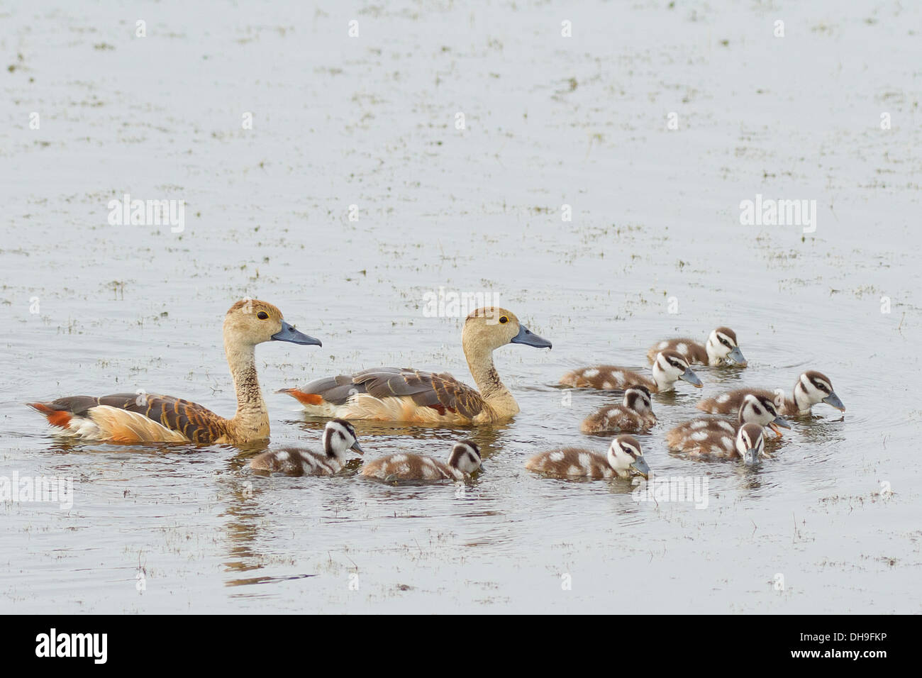 Lesser Whistling Duck (Dendrocygna javanica Stock Photo - Alamy