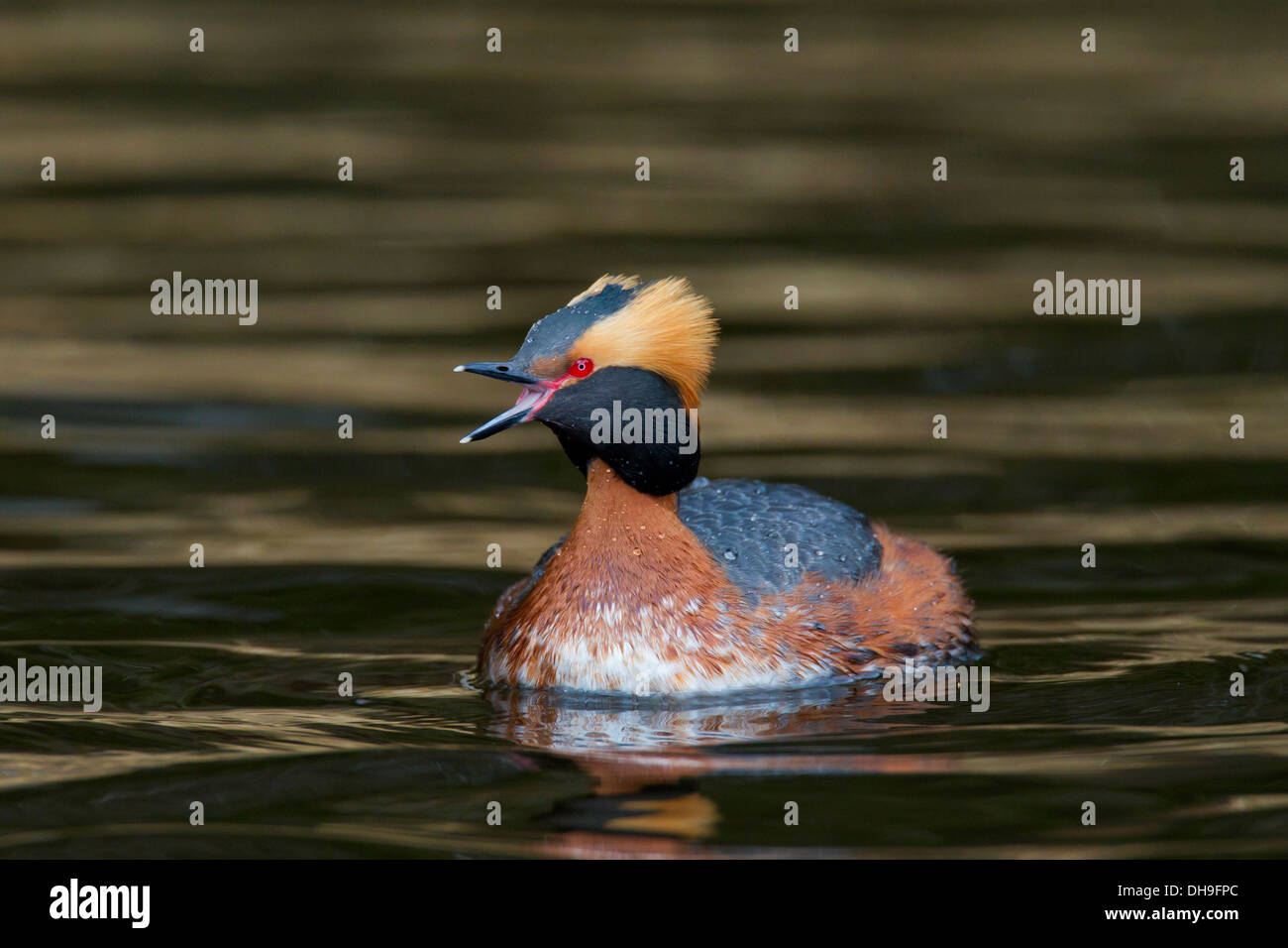 Horned grebe (Podiceps auritus) in colourful breeding plumage showing ...