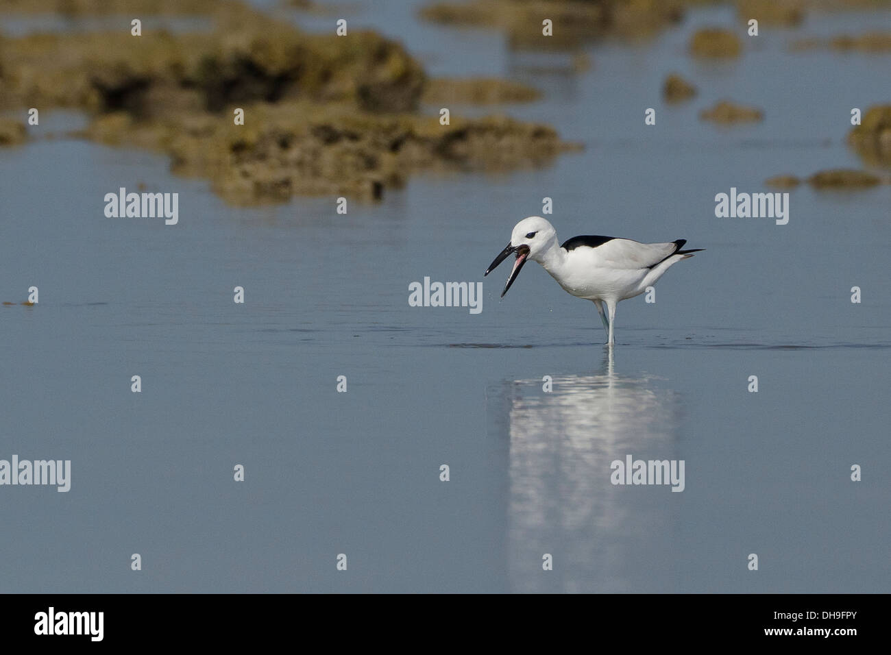 Crab Plover feeding (Dromas ardeola) eating crab Stock Photo - Alamy