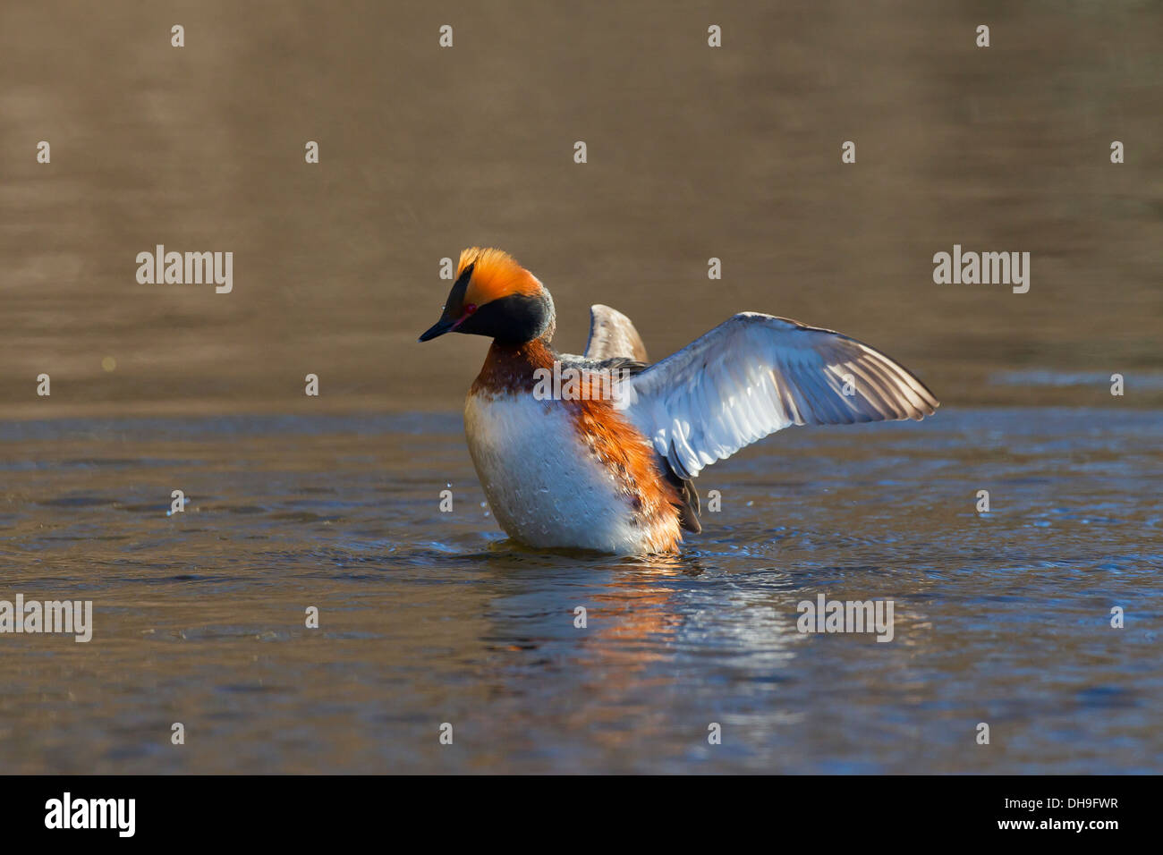 Ear Flapping High Resolution Stock Photography and Images - Alamy