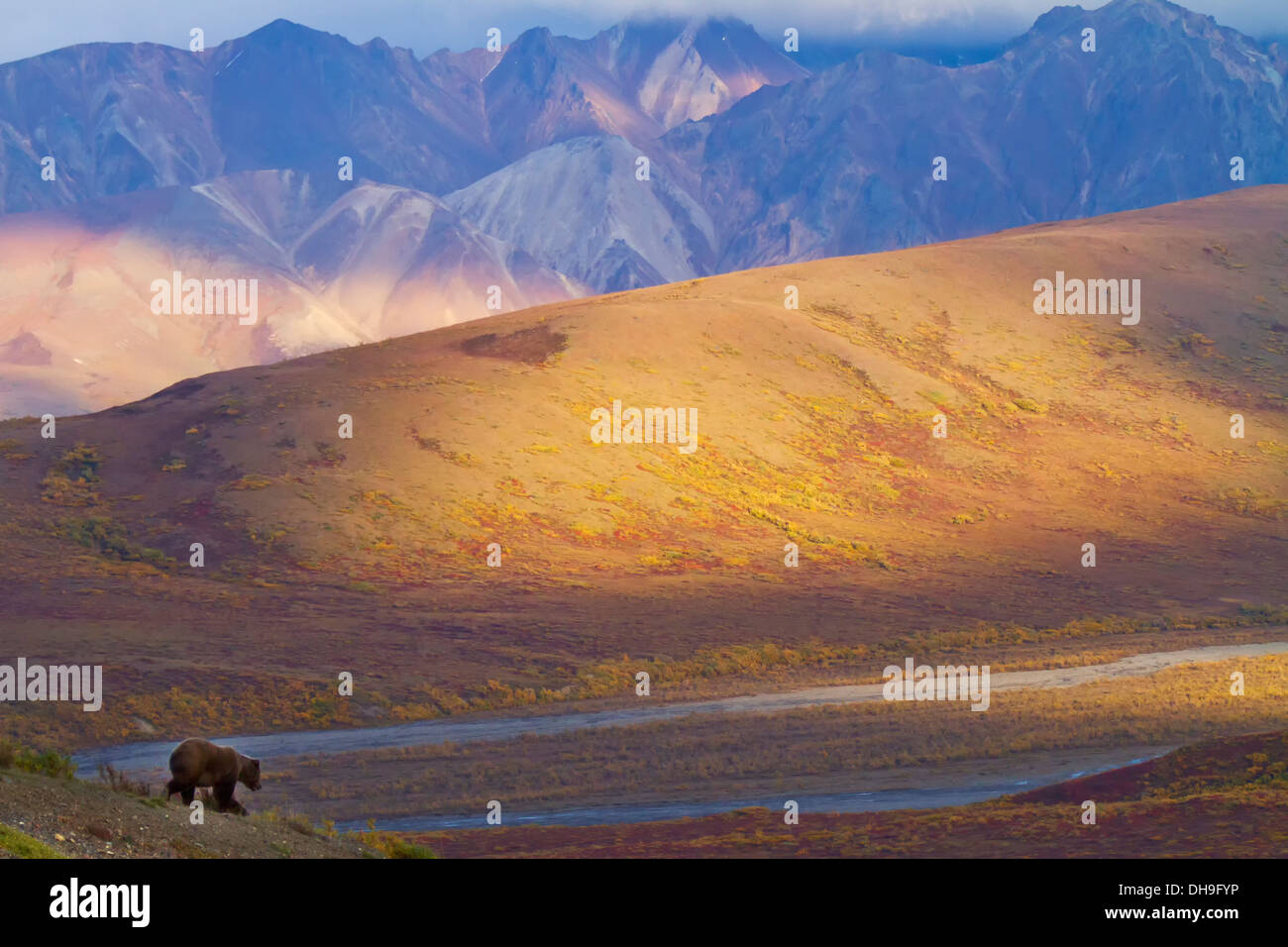 Grizzly Bear, Denali National Park, Alaska Stock Photo - Alamy