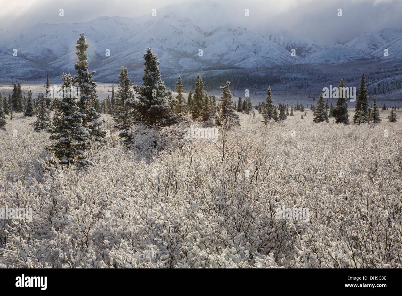 Winter in Denali National Park, Alaska Stock Photo - Alamy