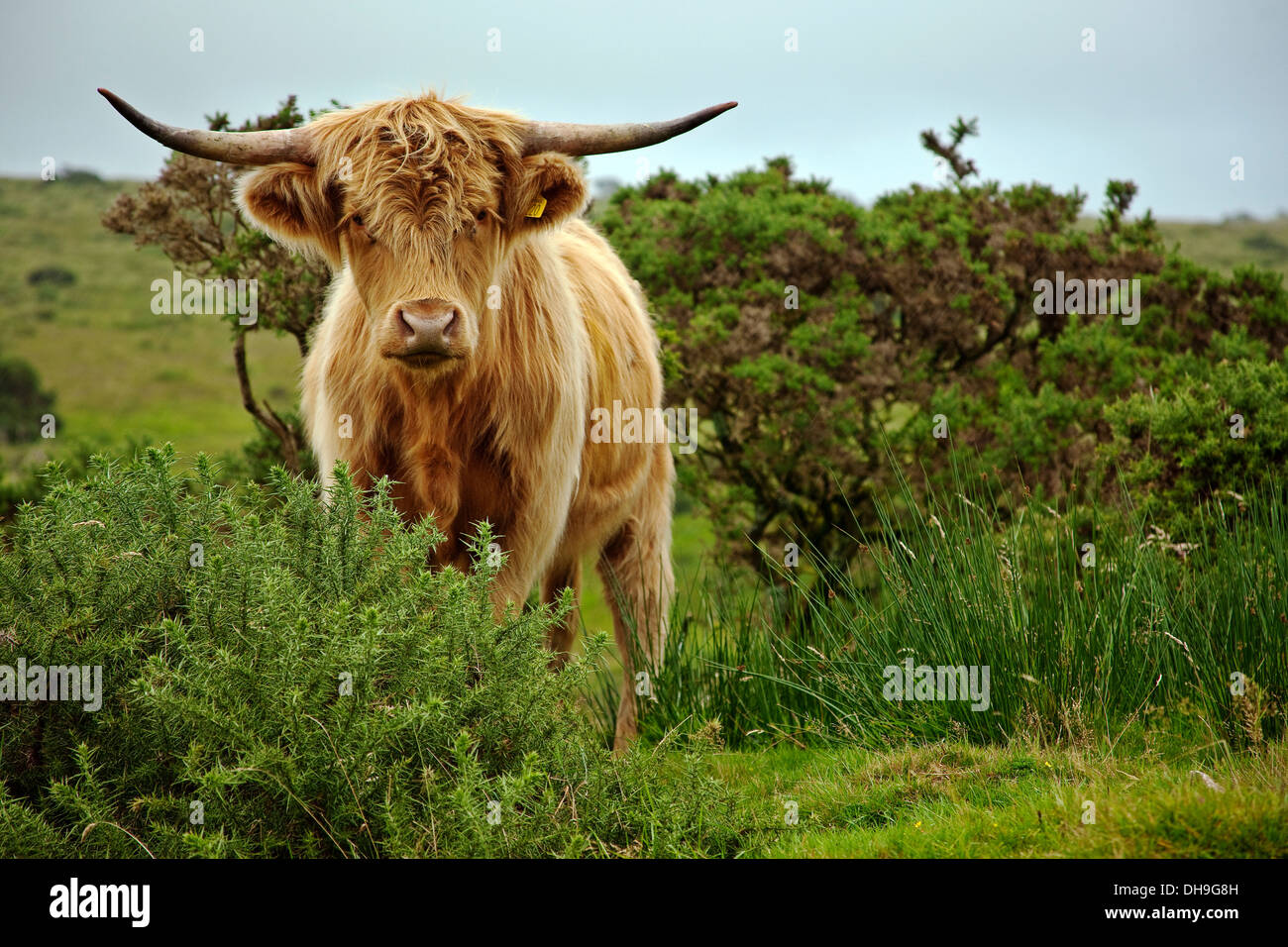 Highland Long Horn Cow light Brown shaggy coated cow with long curved ...