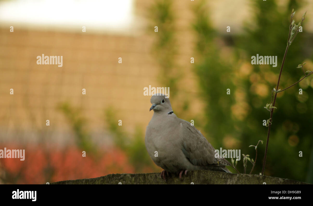 A collard dove sat on wood in a garden Stock Photo - Alamy