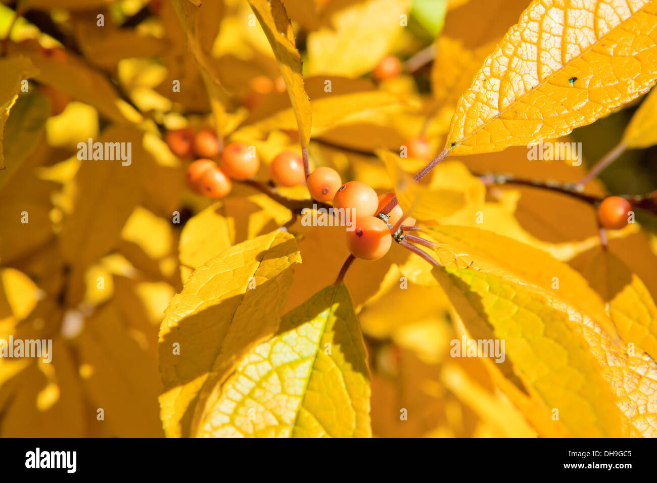 Winterberry holly (Ilex verticillata) leaves and berries in autumn ...