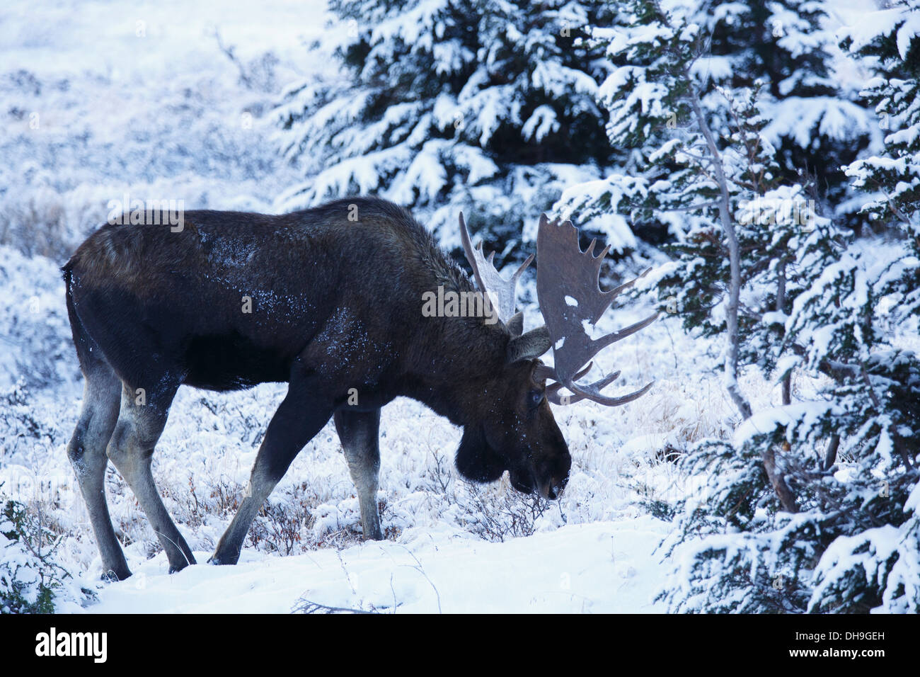 Anchorage wildlife hi-res stock photography and images - Alamy