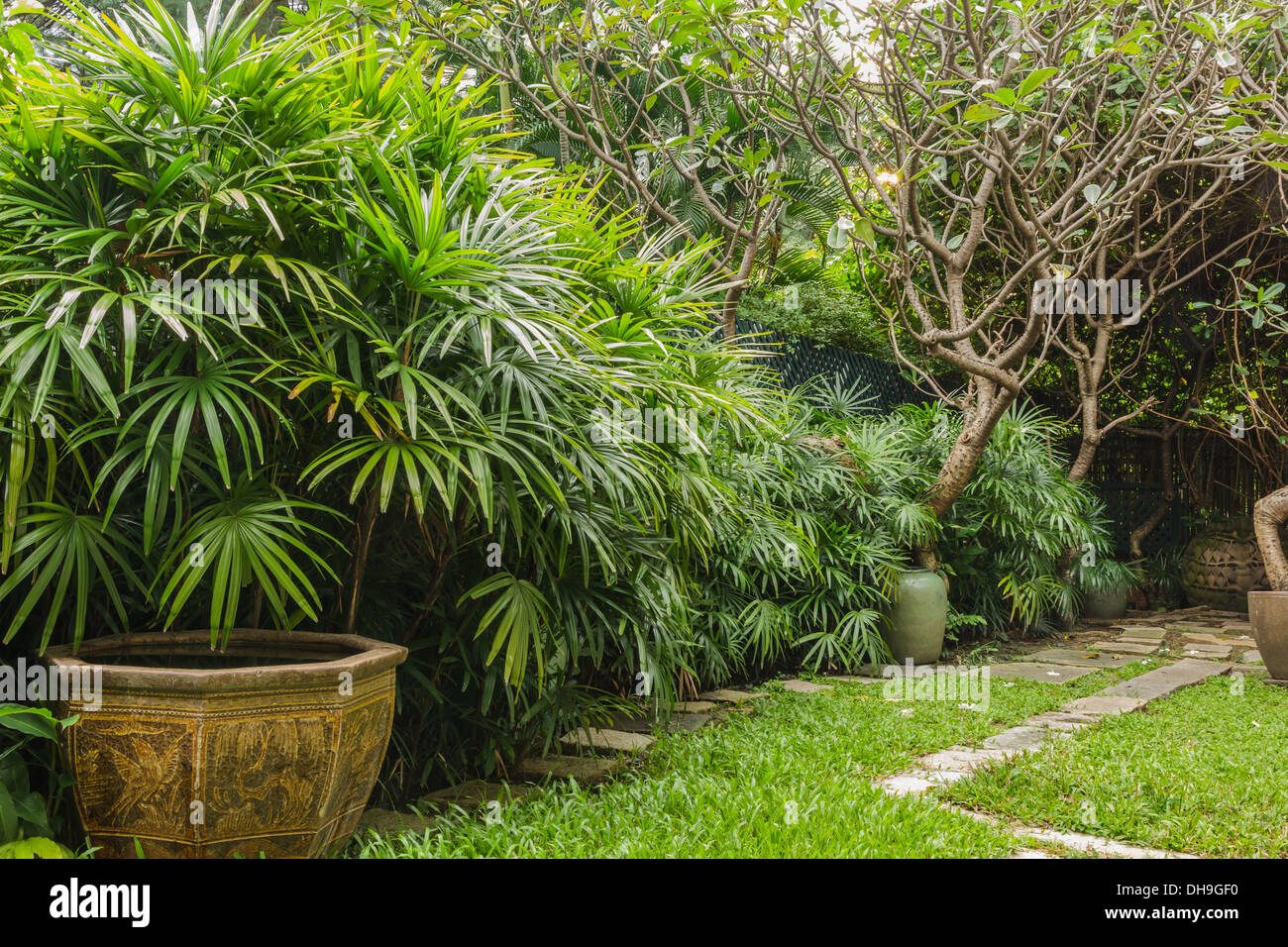 Rhapis excelsa hi-res stock photography and images - Alamy
