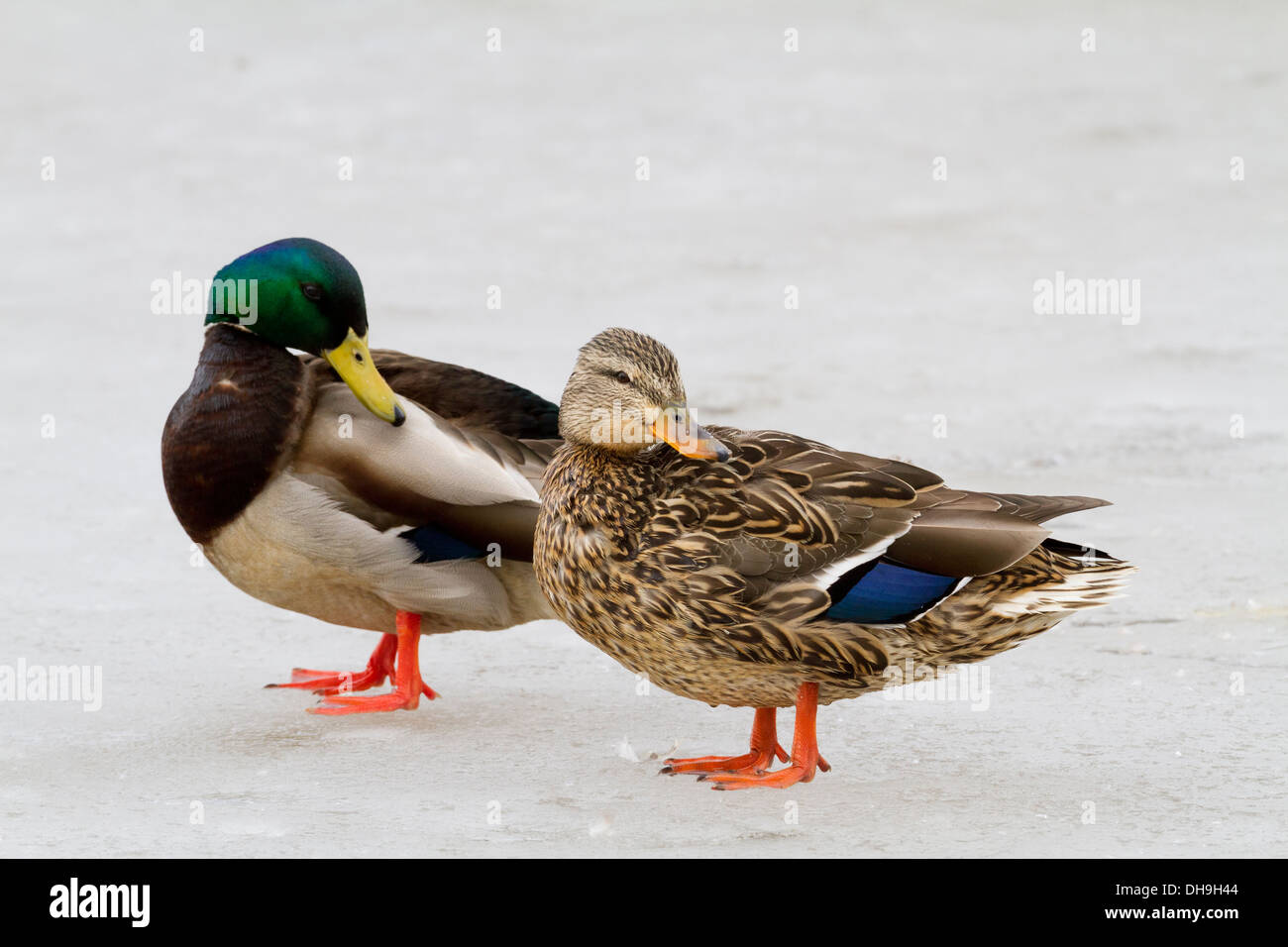 A Drake And Hen Mallard Duck Stand On Ice In Spring And Preen ...