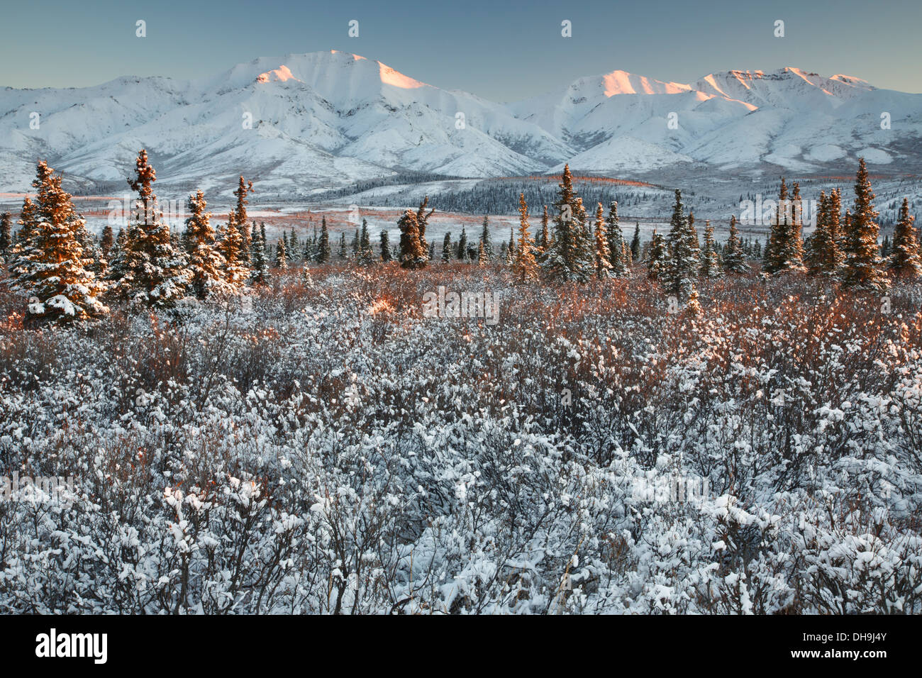 Boreal forest alaska winters hi-res stock photography and images - Alamy