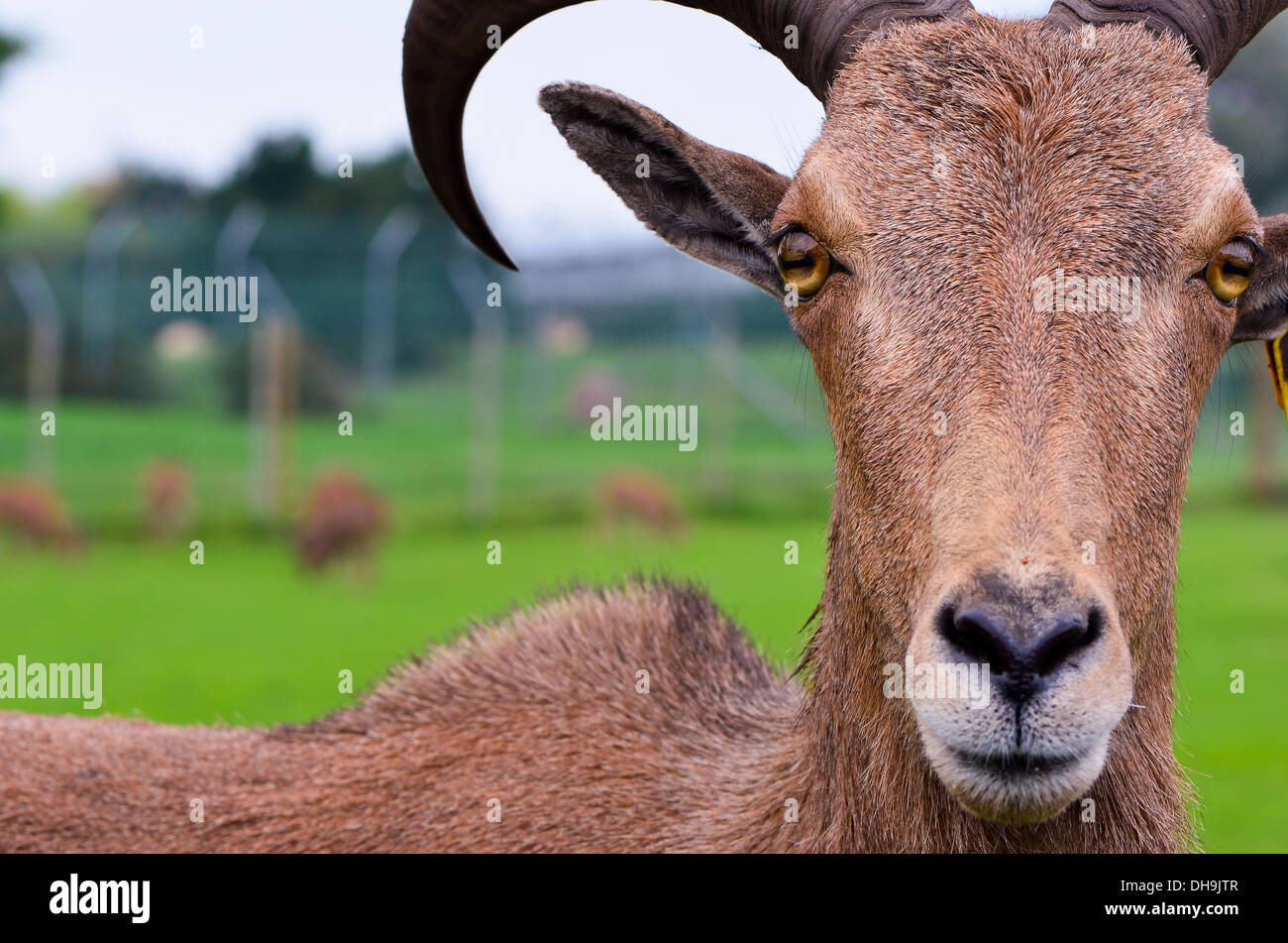 A goat up-close Stock Photo - Alamy