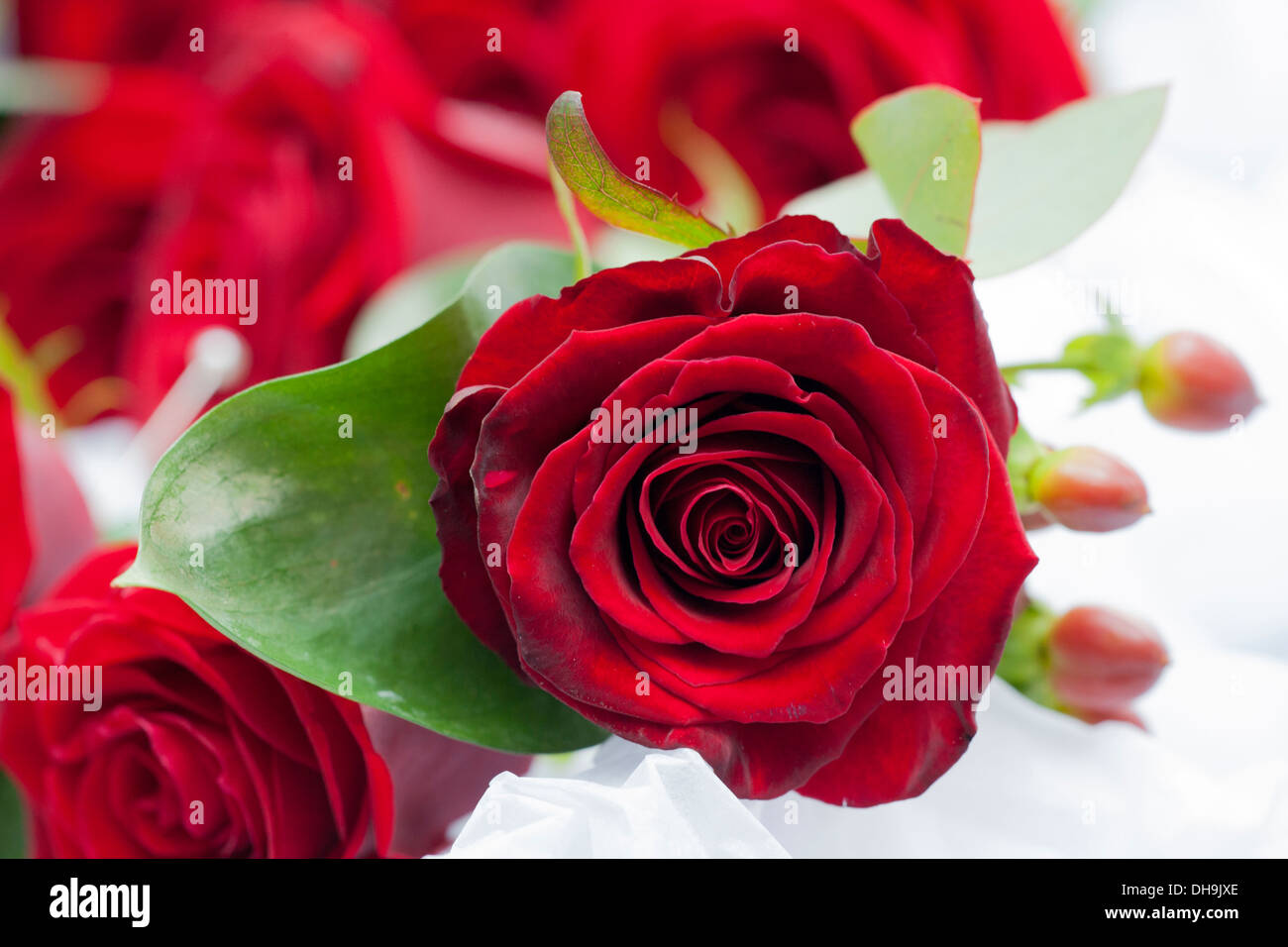 Red wedding rose abstract background Stock Photo - Alamy